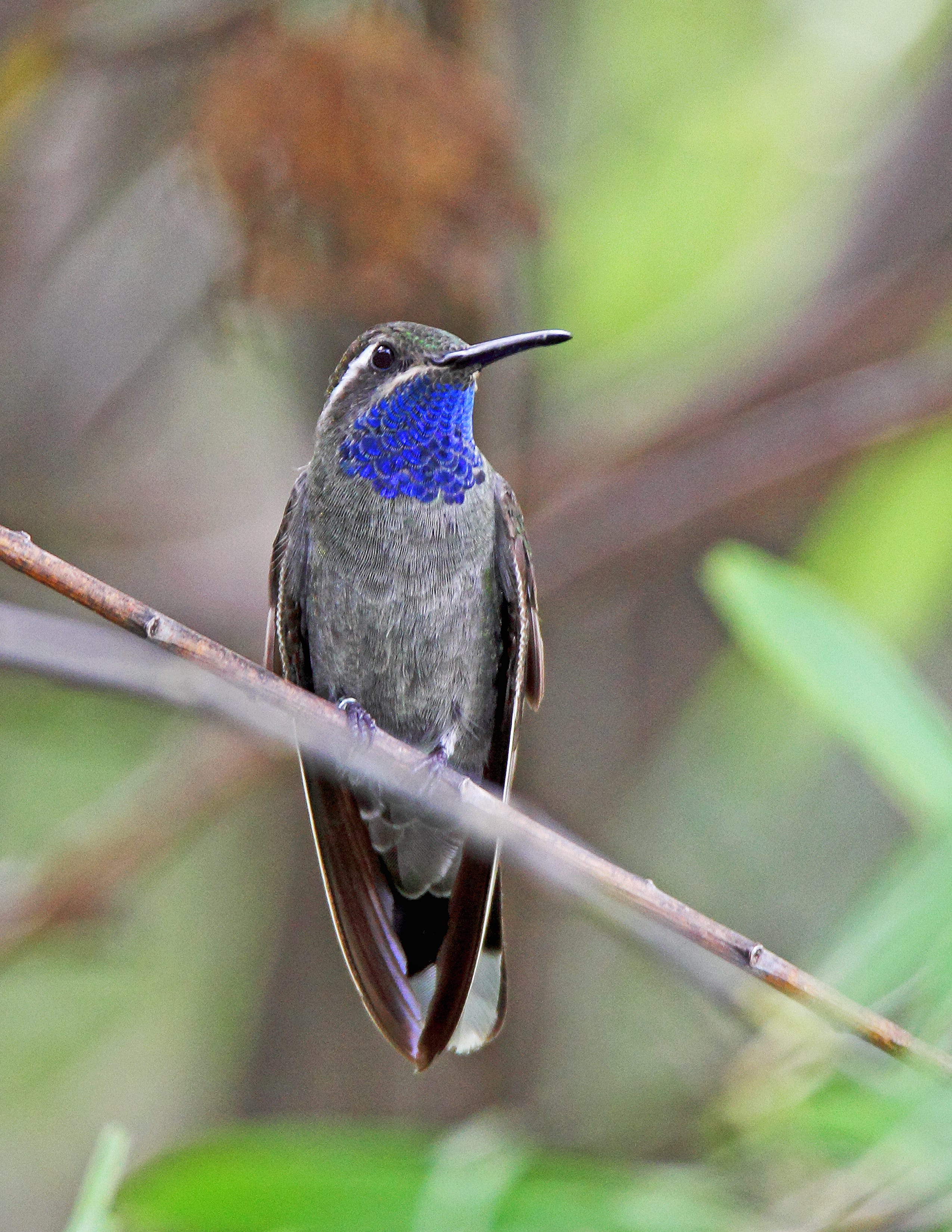 Birds of Arizona: 10 for your life list and where to see them