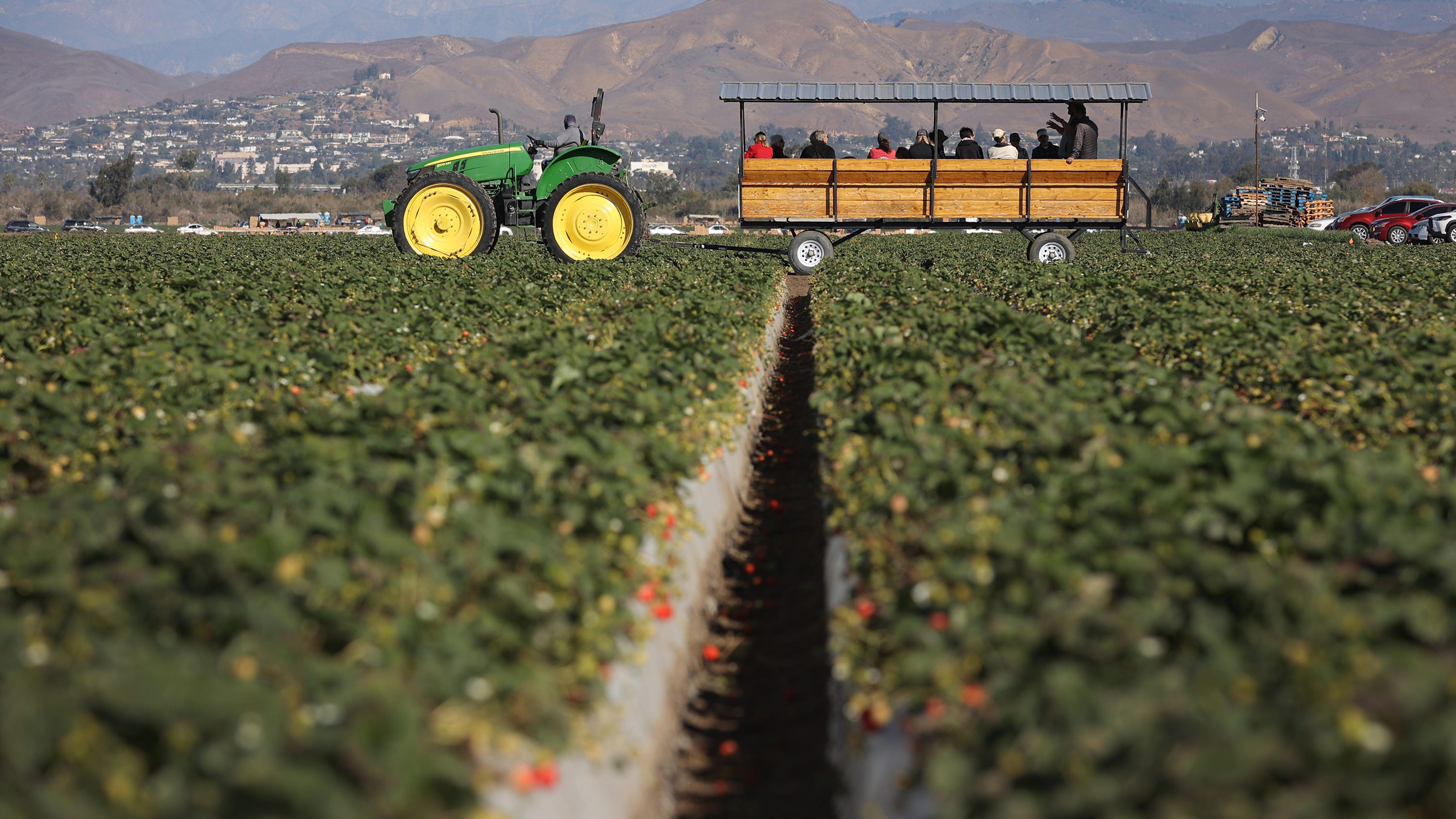A berry good time had at 10th Ventura County Farm Day A berry good time had at 10th Ventura County Farm Day