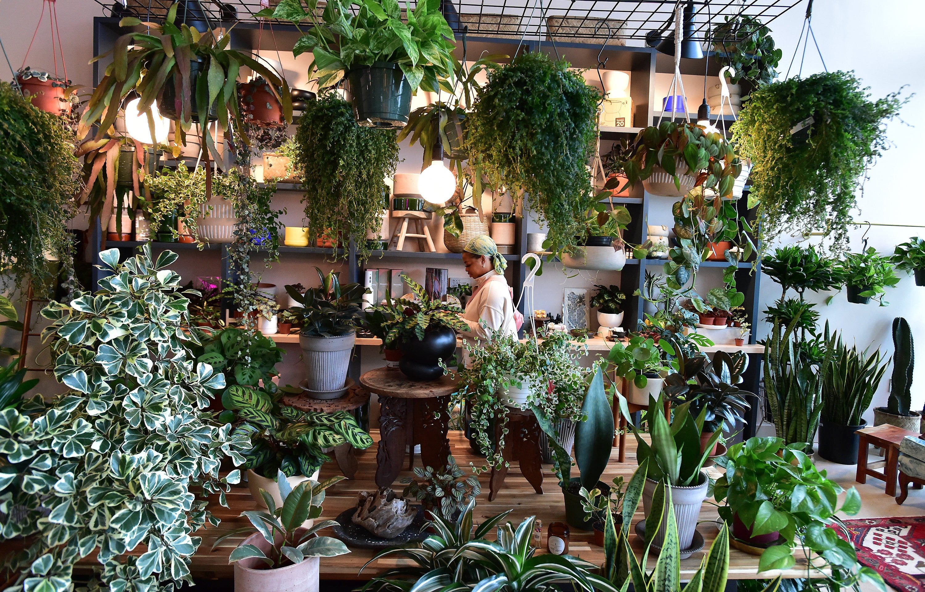 The Greenhouse opens in Jacksonville, serving coffee, cocktails, plants