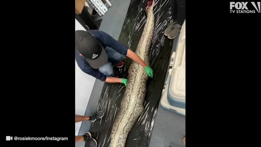 Entire alligator found inside 18-foot Burmese python in Florida