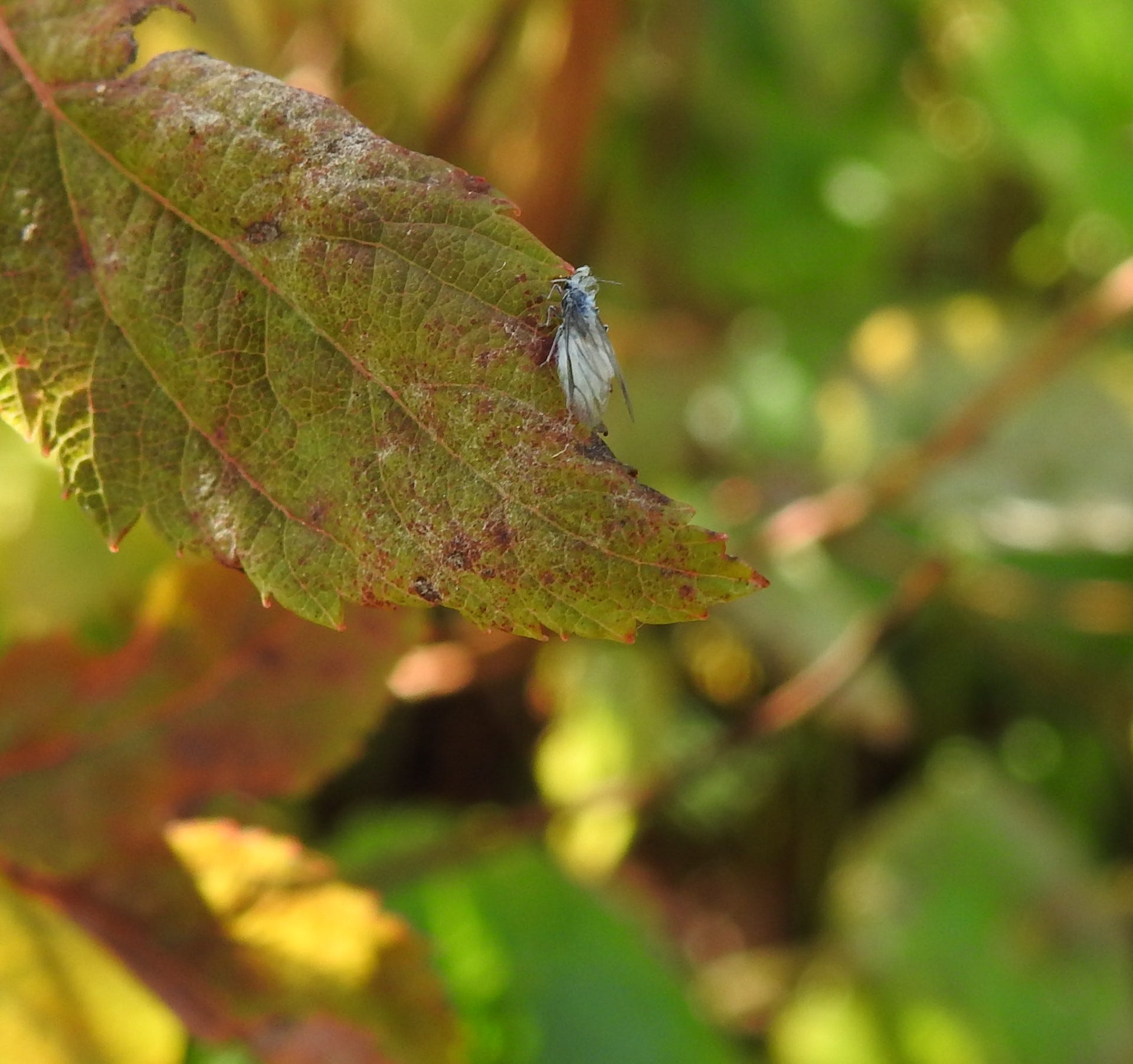Woolly aphids appear as tiny fairies in low fall sunlight: Nature News