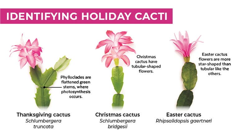 Learn to identify, care for Christmas, Thanksgiving and Easter cacti