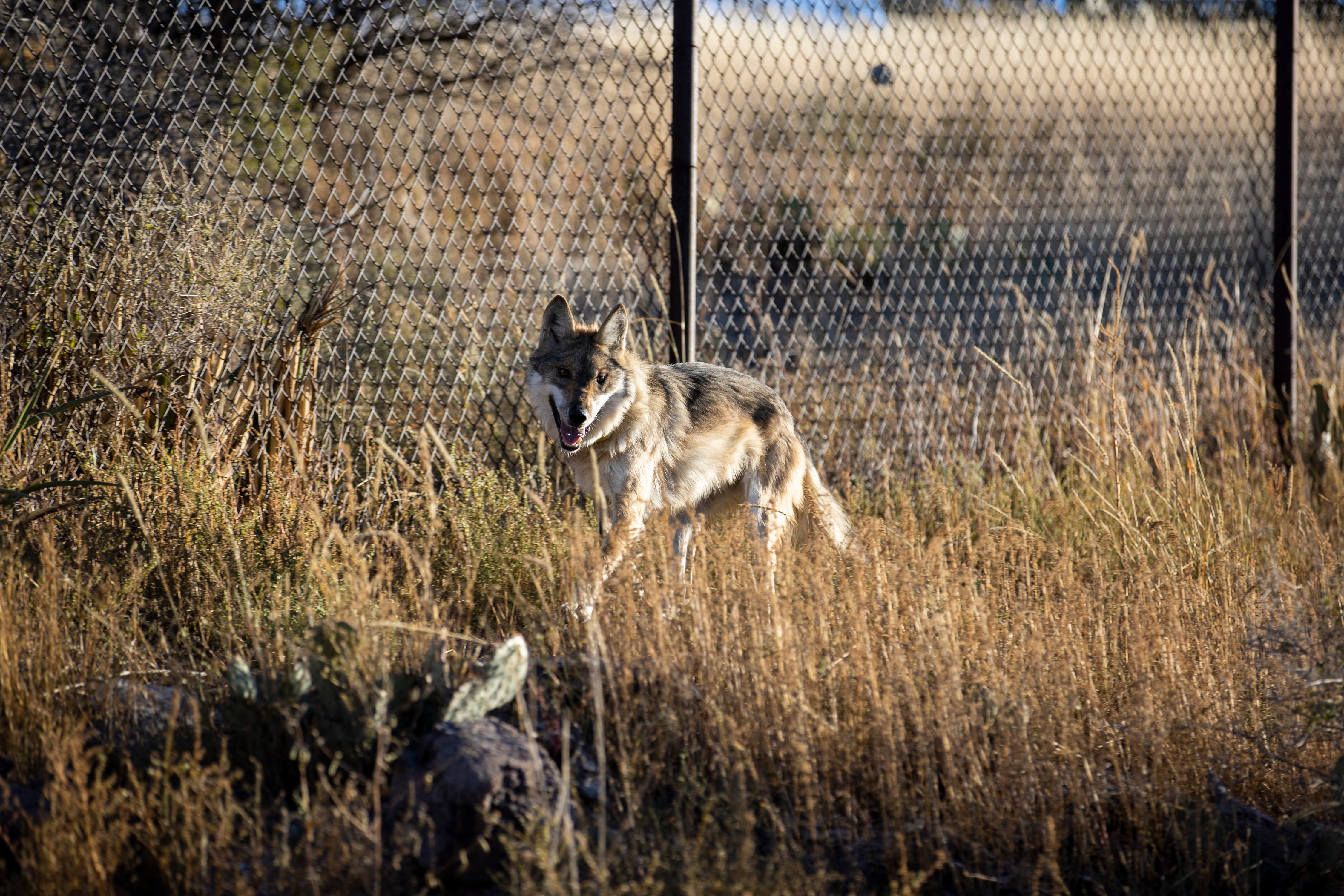 US Fish and Wildlife biologists transfer Mexican gray wolves to Mexico