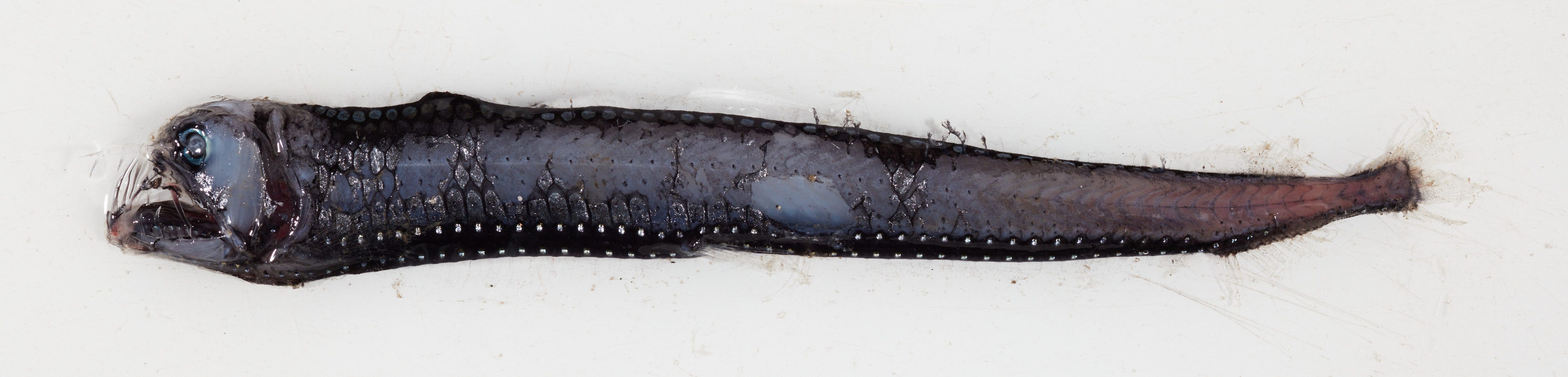 Rare deep sea fish found in Australia expedition, including blind eel