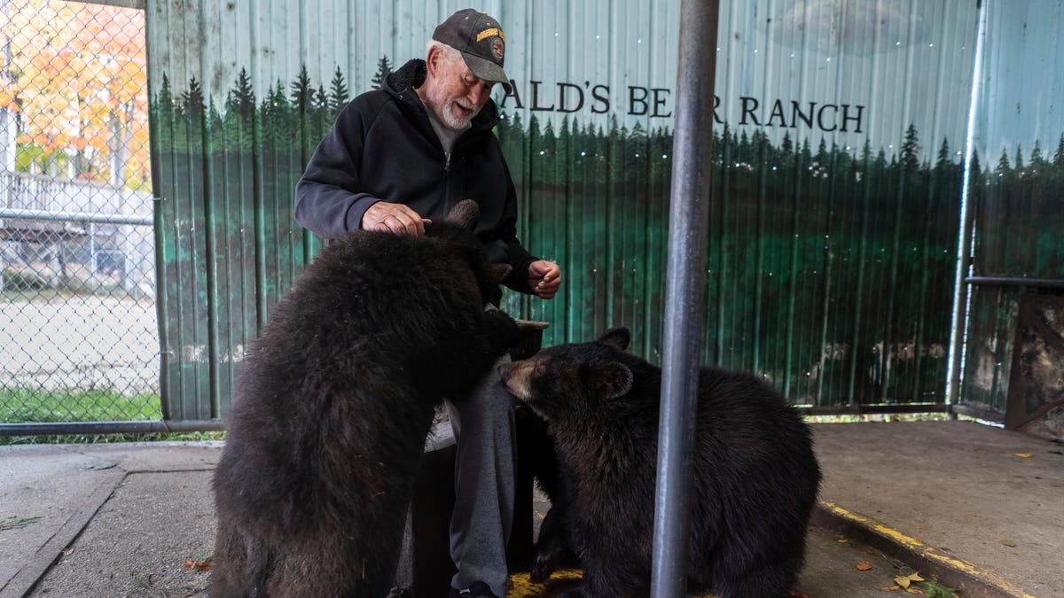 Oswald's Bear Ranch in Michigan's U.P. hit with PETA abuse concerns