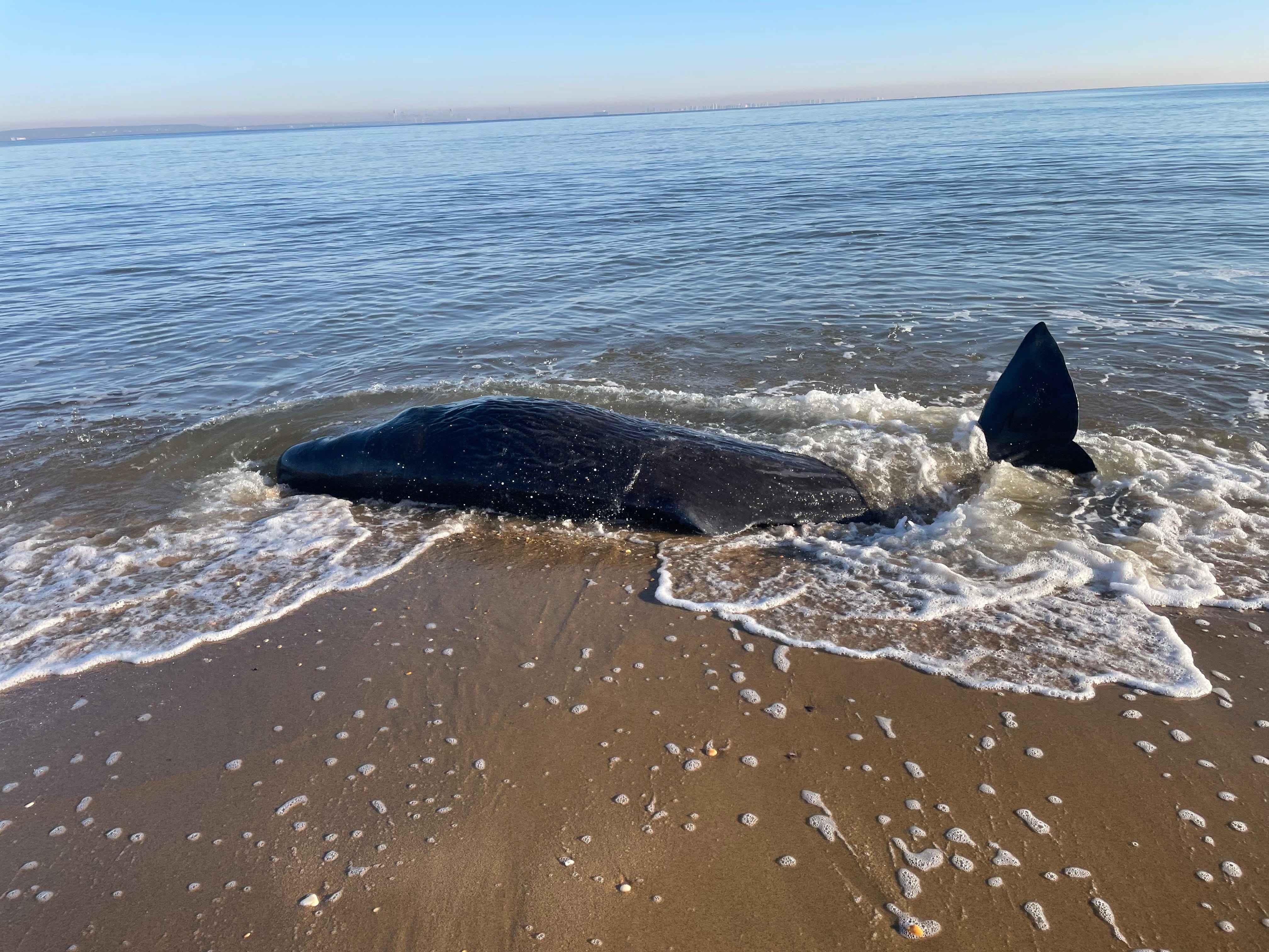 Stranded whales on NJ beaches: Here is what happens next