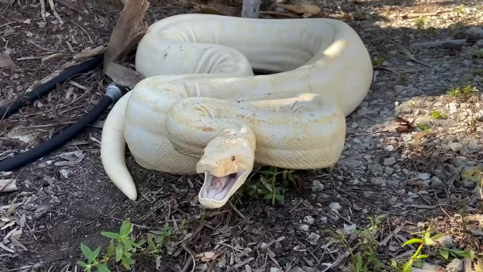 Big albino boa constrictor mistaken for a python in Florida backyard