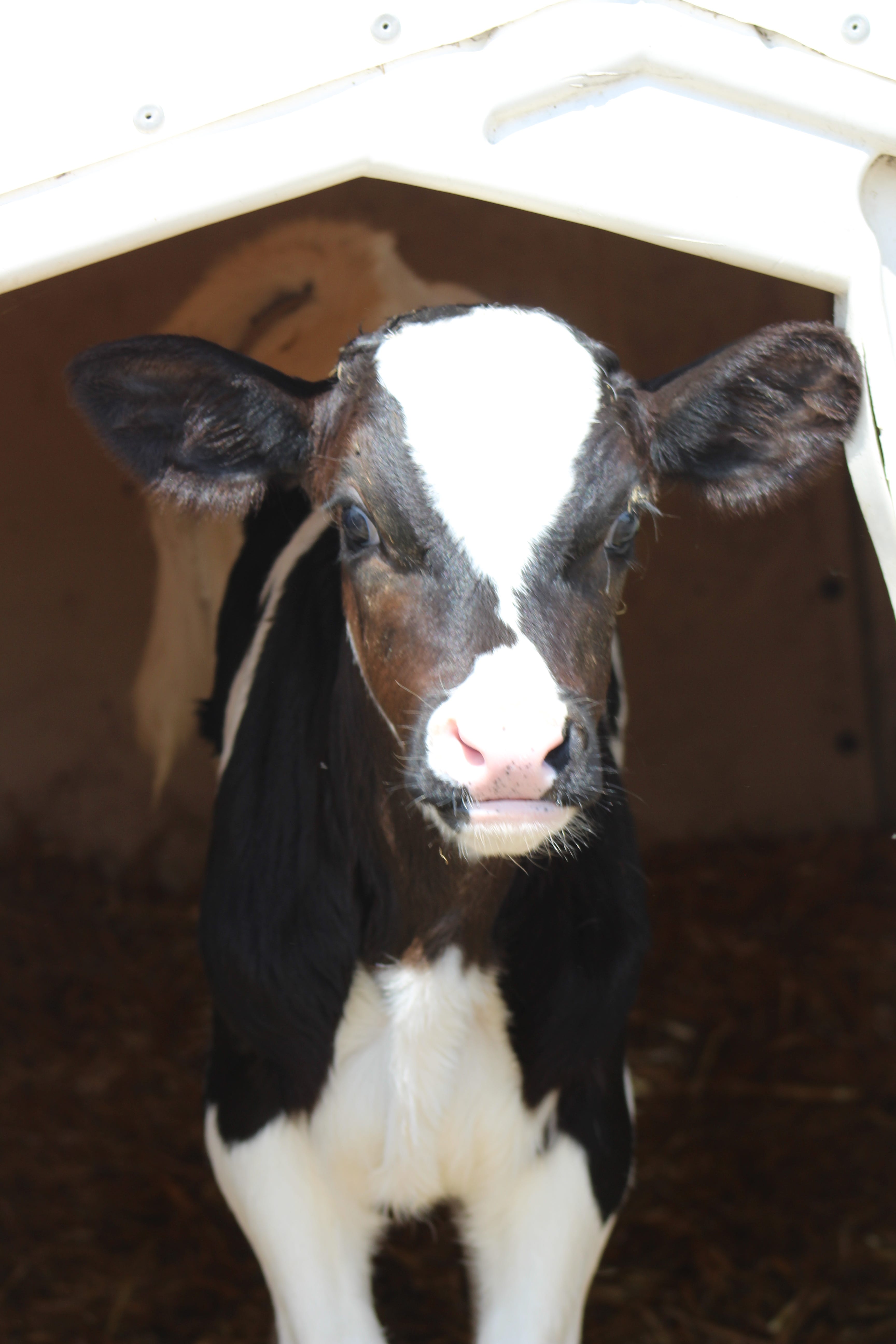 Cute Dairy Calf