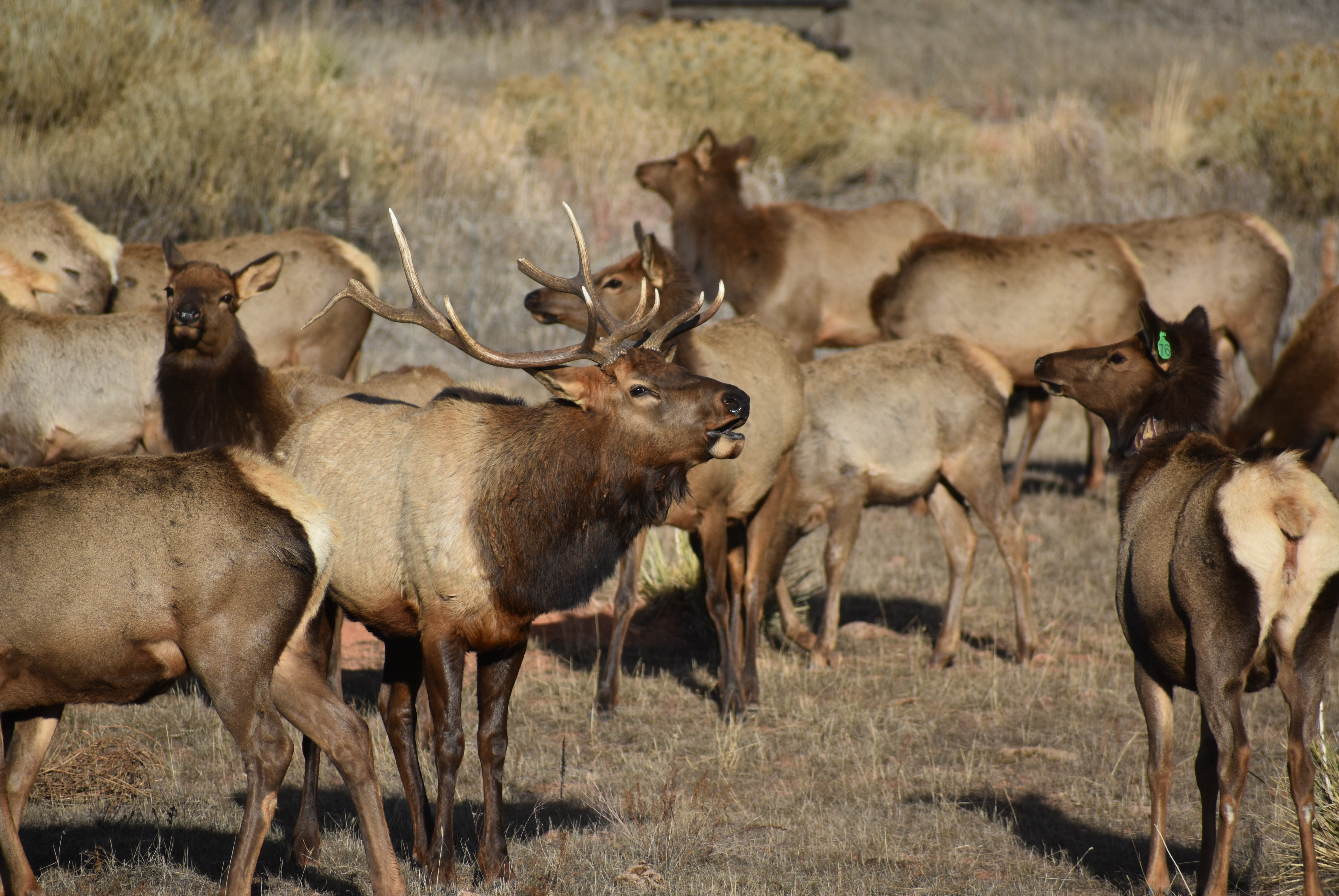 Hundreds of elk wintering west of Loveland make for prime viewing