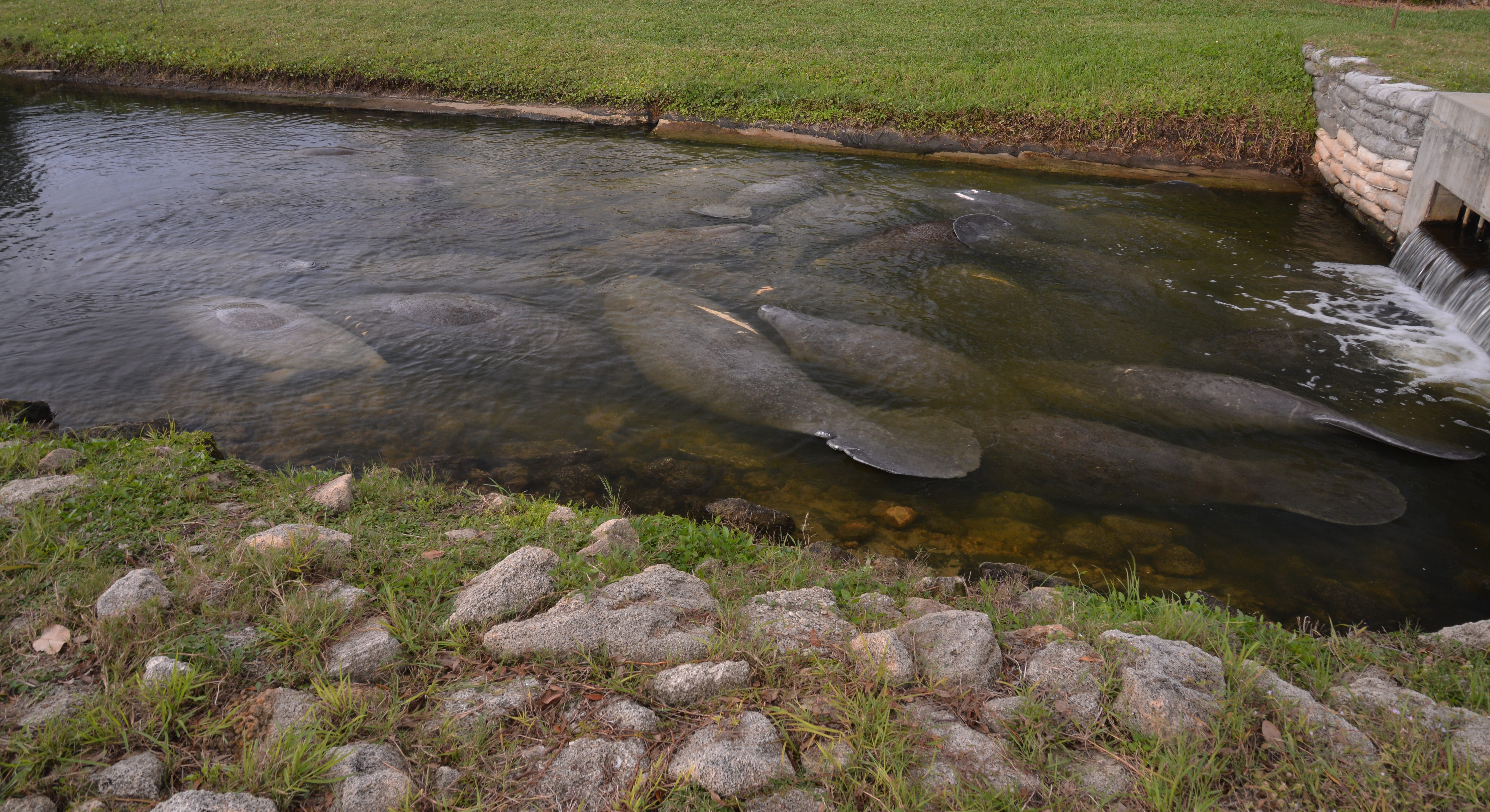 Florida manatees survive winter cold spell better than feared