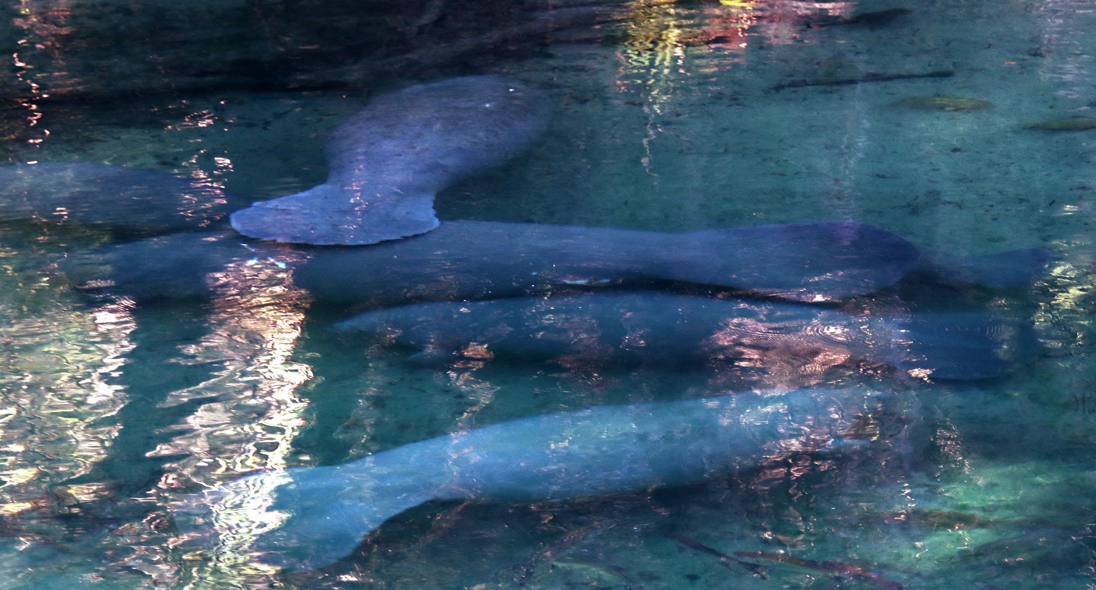 Manatees gather at Blue Spring in Orange City during cold weather