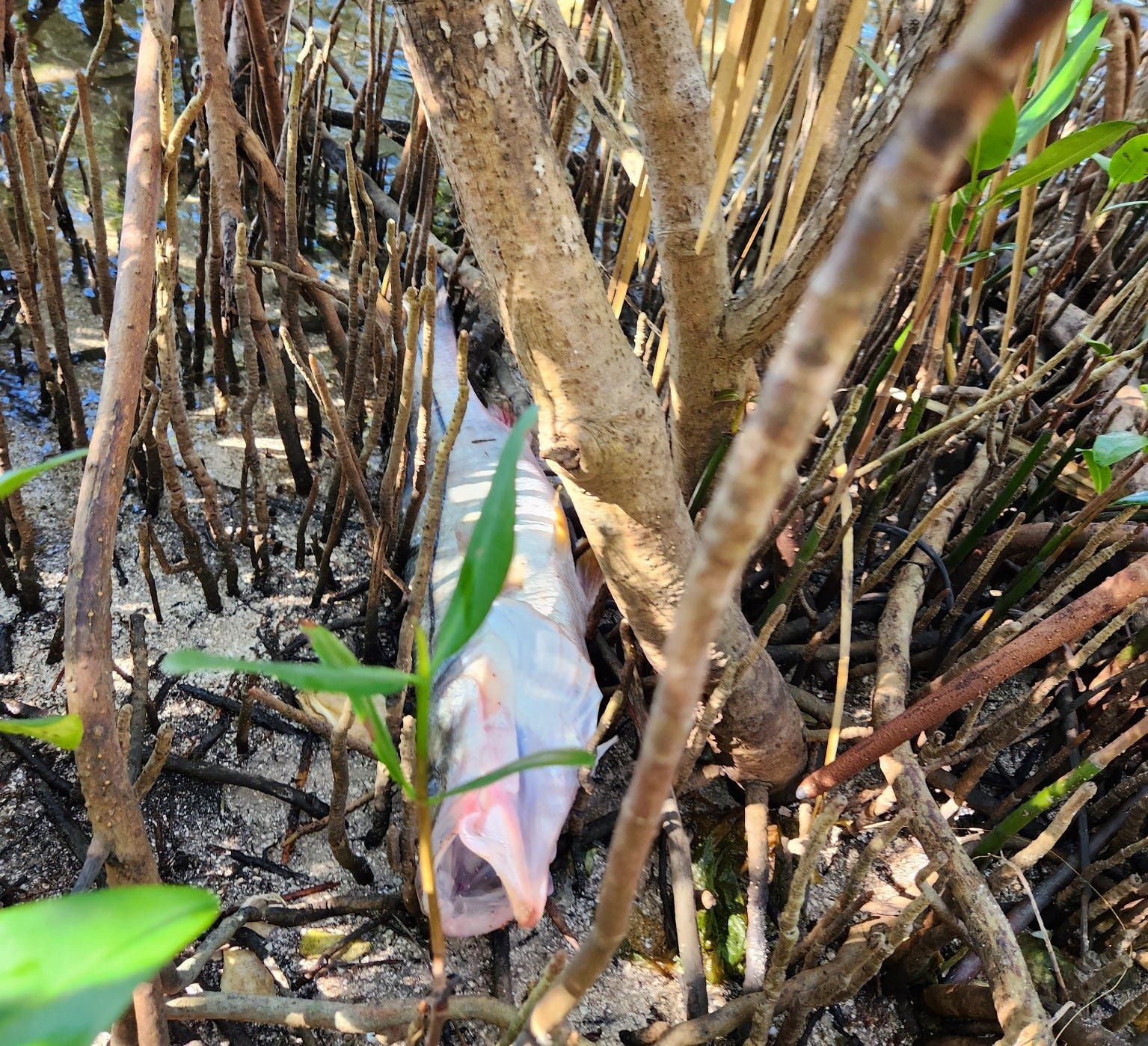 NSB's River Deck expanding; dead snook go belly-up; crappie still hot