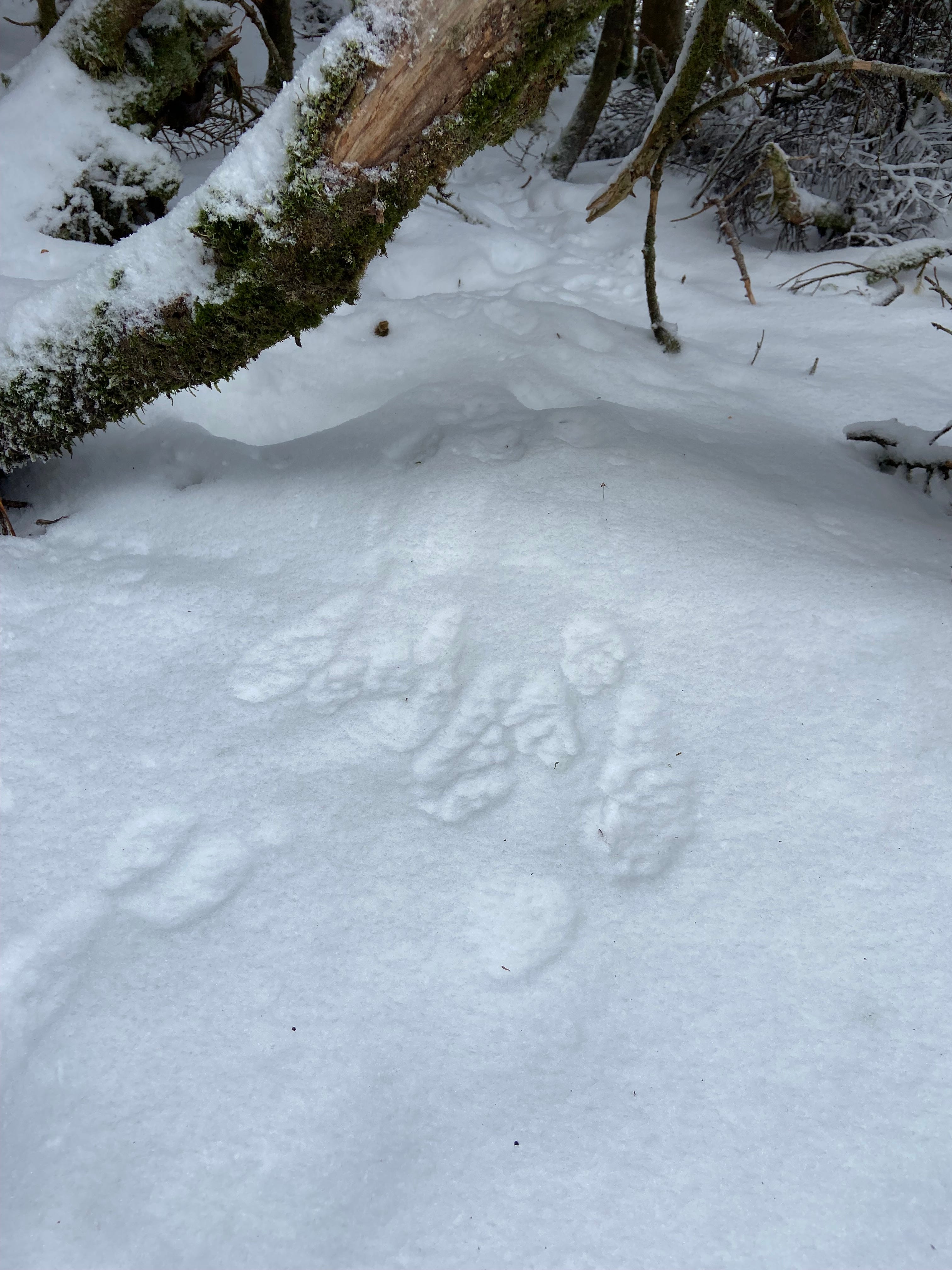 How snowshoe hares survive the cold New England winters