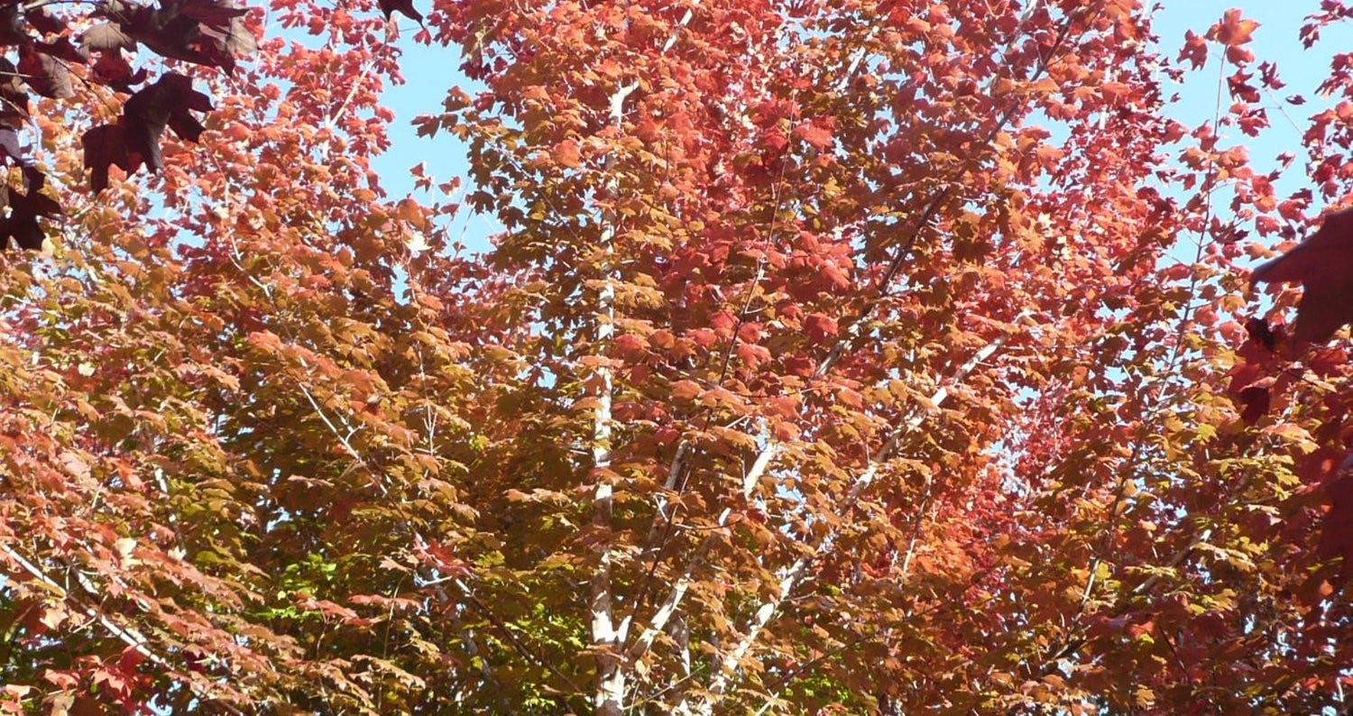 Florida maples will reward with brilliant fall color