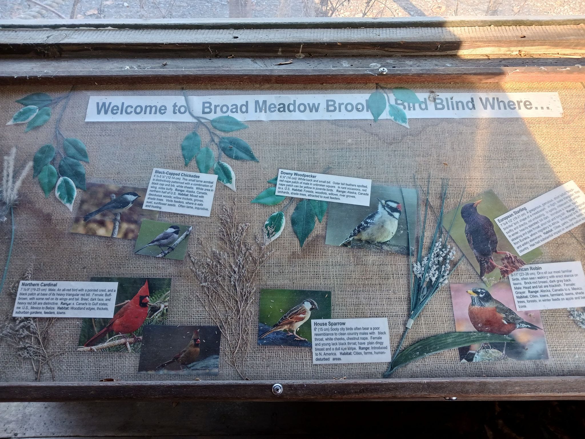 Winter Walks: Worcester's Mass Audubon Broad Meadow Brook Sanctuary