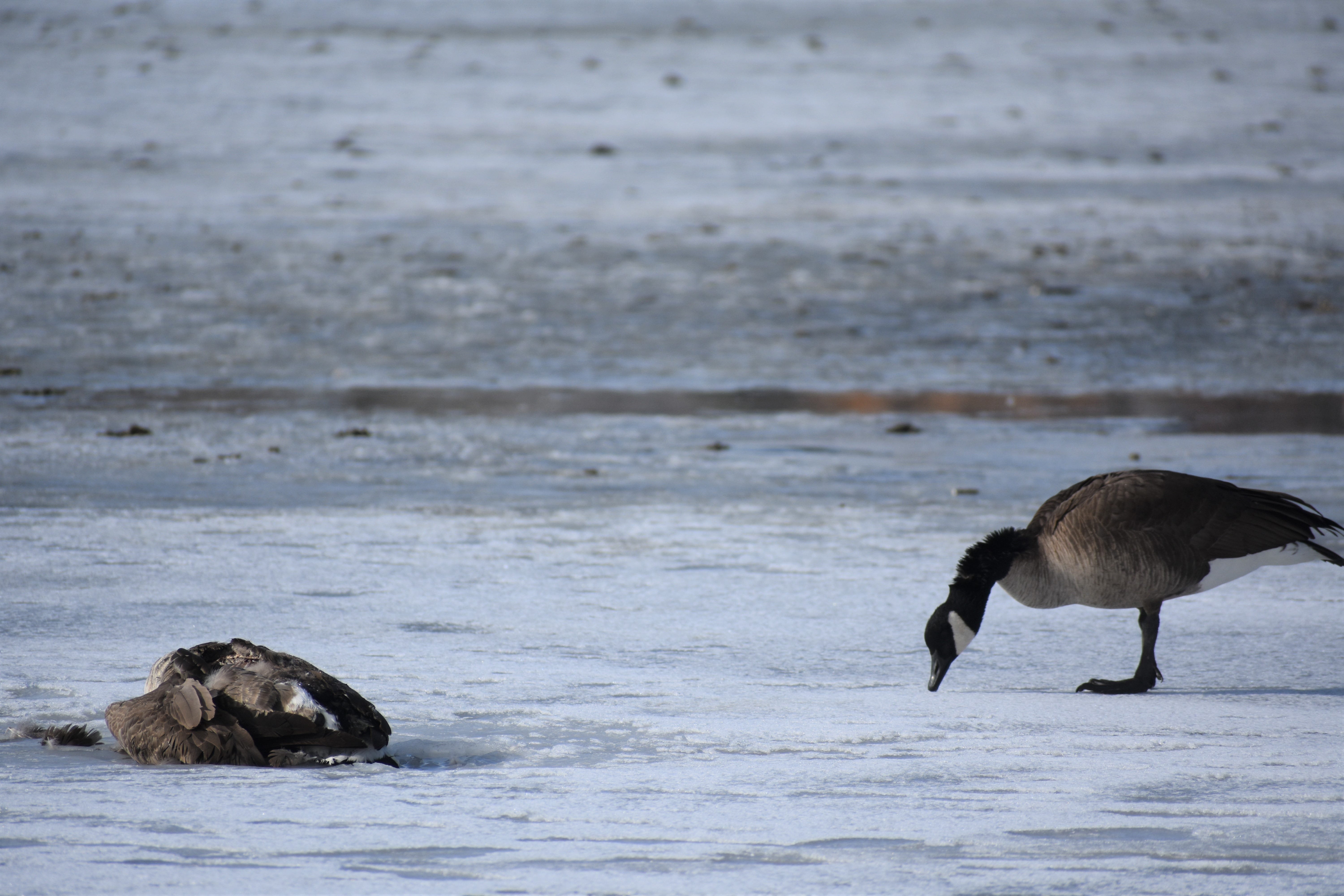 Dead geese on Fort Collins lake likely died from bird flu outbreak