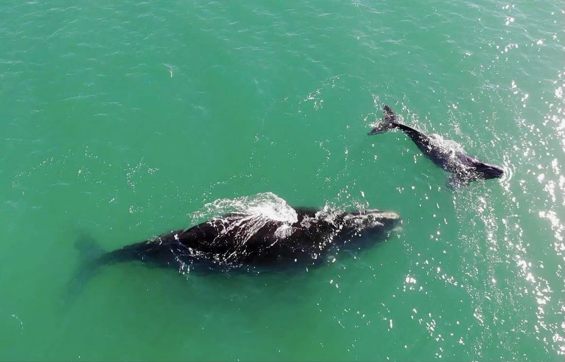 North Atlantic right whales spotted in rare Flagler Beach sighting