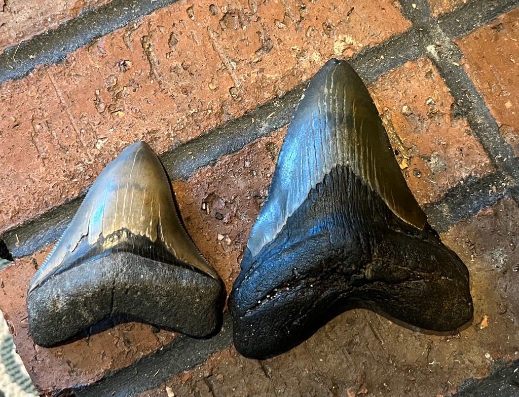Rare megalodon tooth found by young girl at Maryland's Calvert Beach