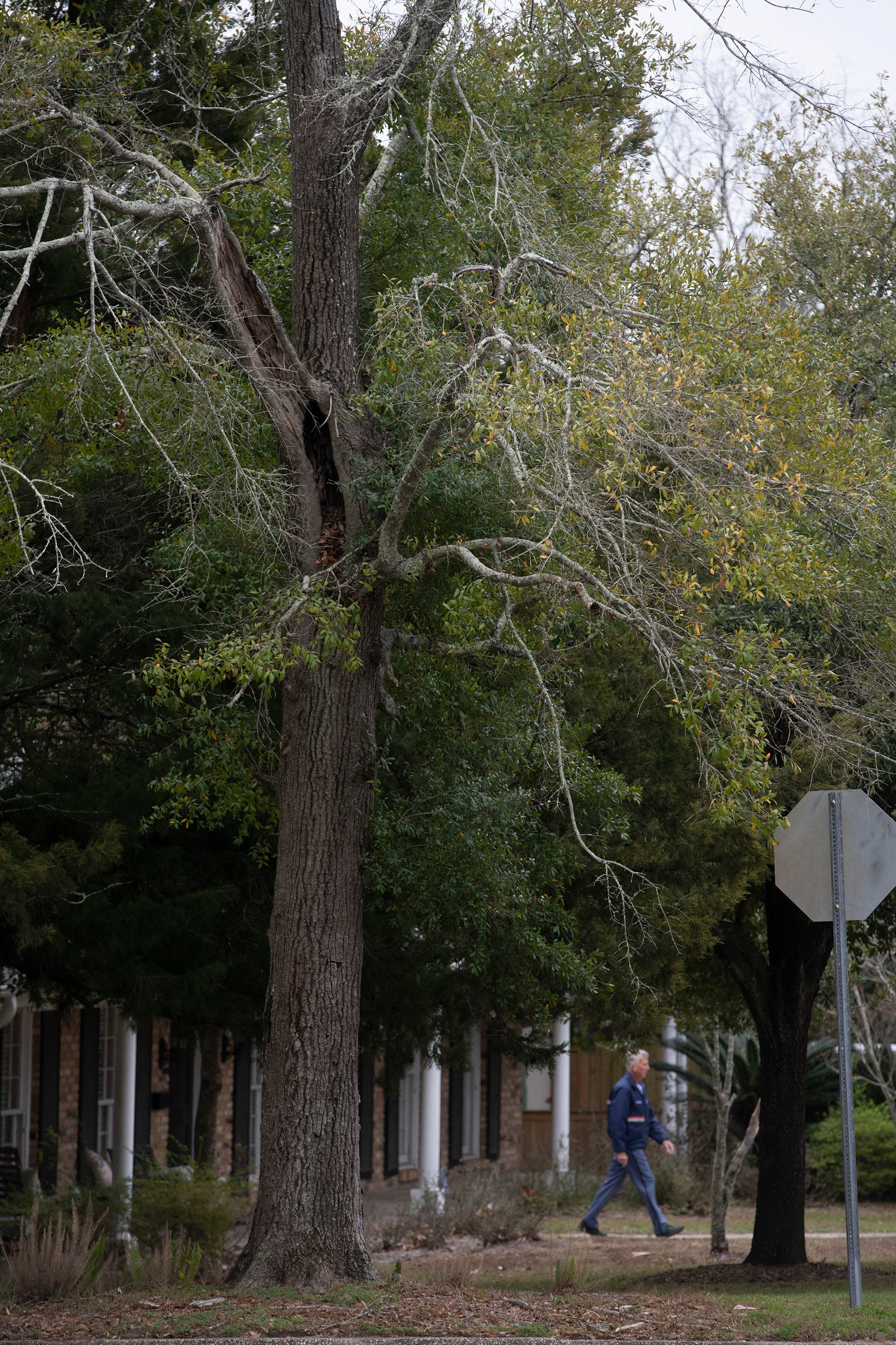 Pensacola looks to remove 30 dead trees with Tree Planting Trust Fund