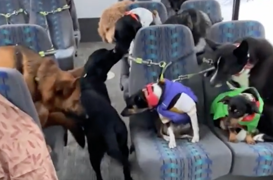 Can You Bring Dogs On Bus