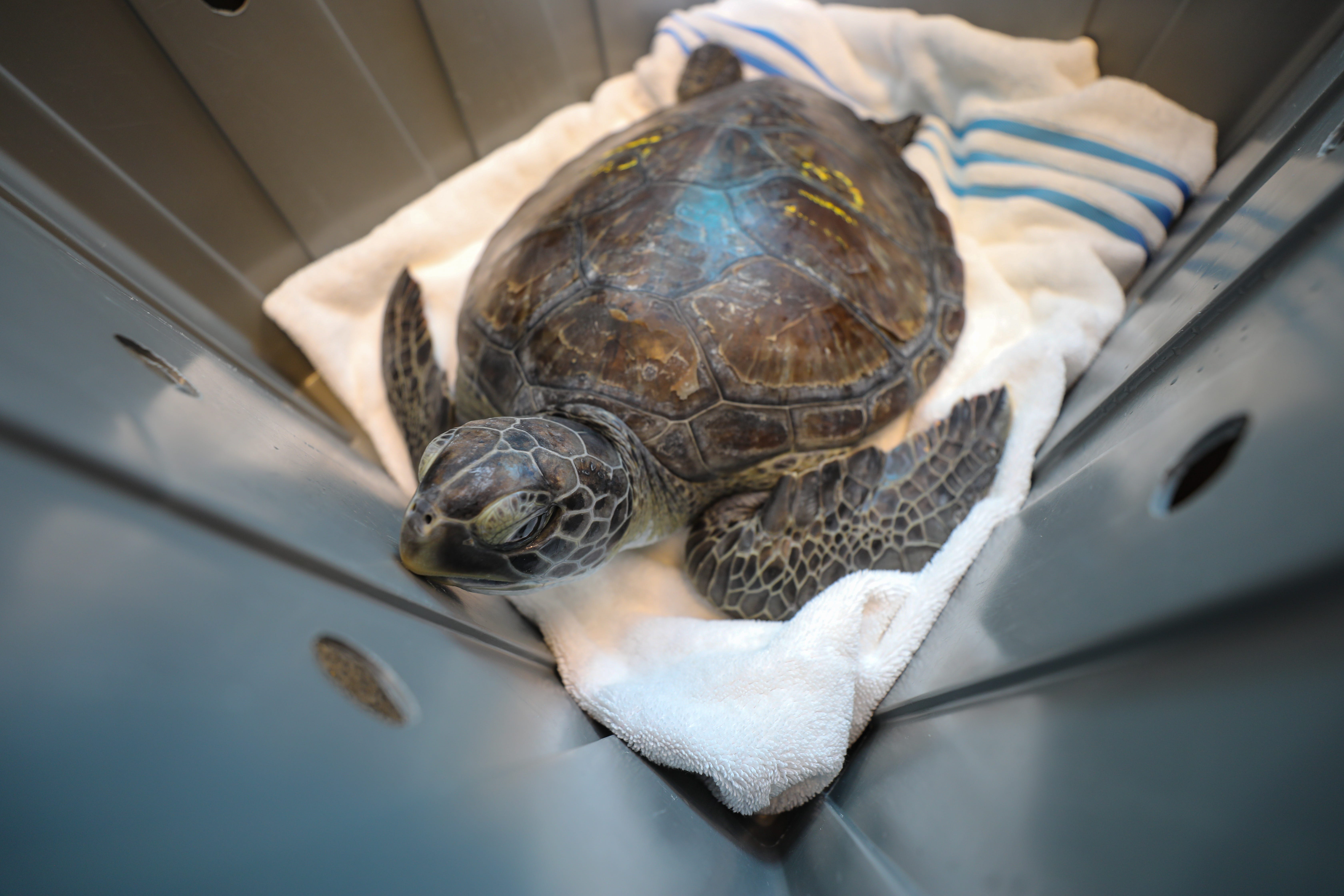 Sea turtles treated at New England Aquarium hospital in Quincy
