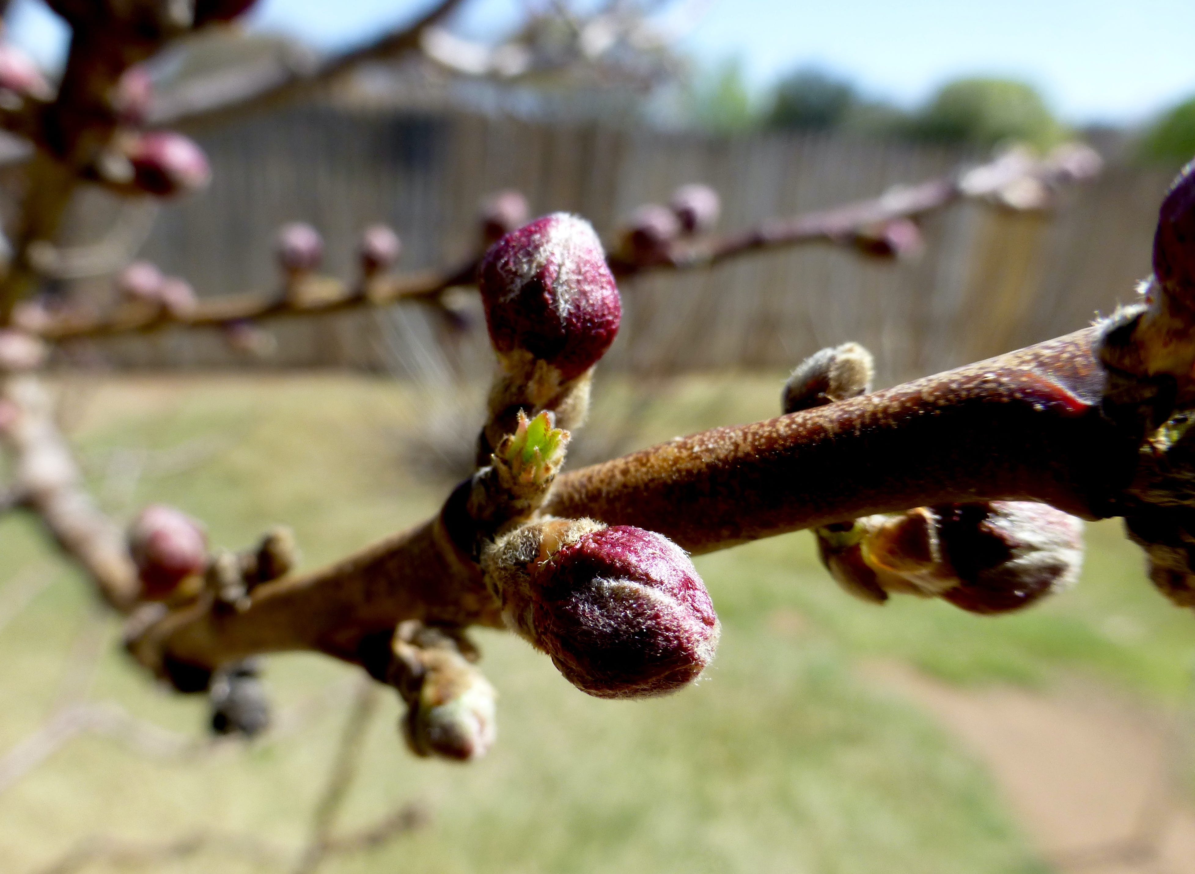 Gardening for You: Perfect storm leads to early bud break in peaches