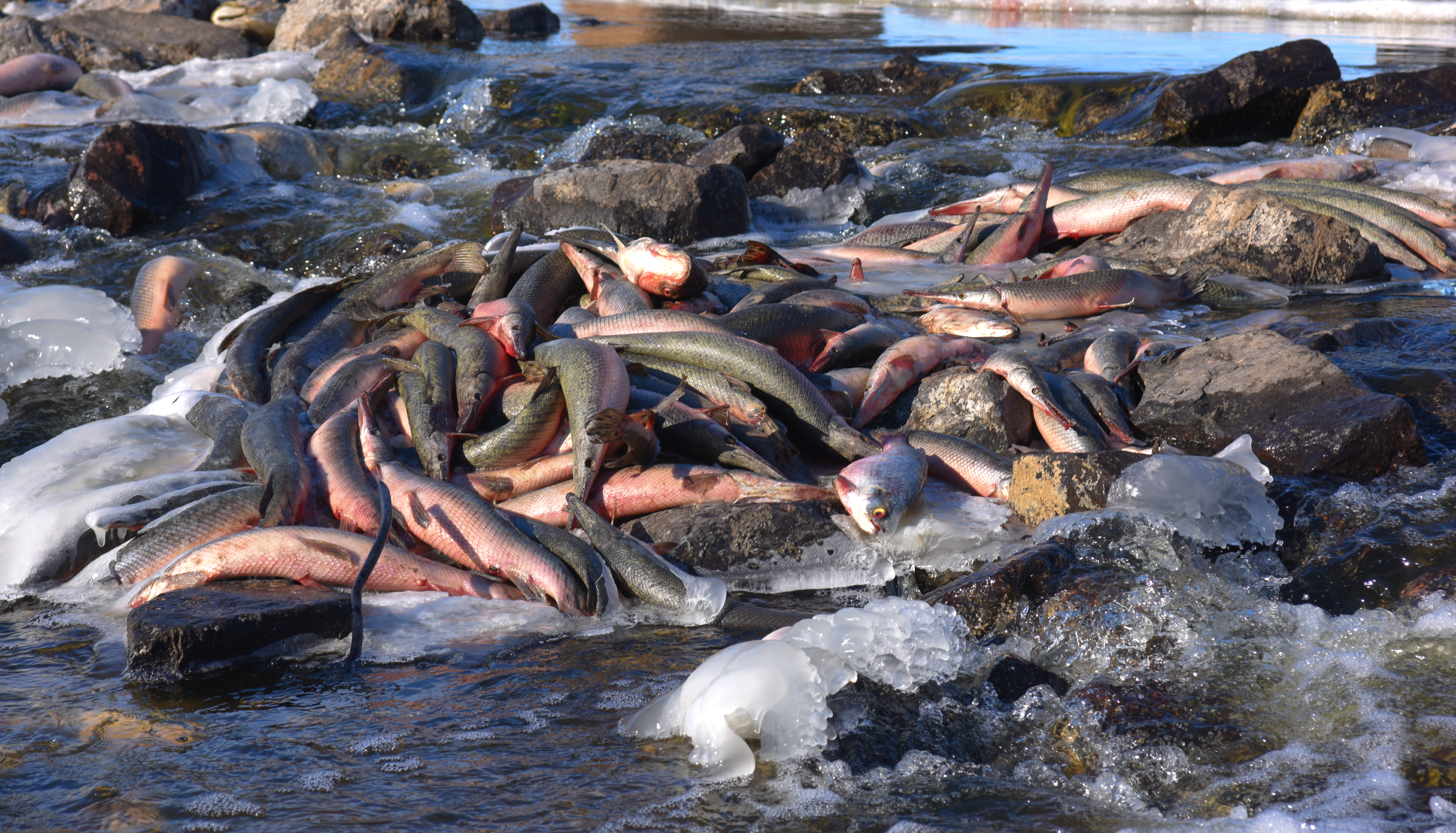 What caused Huron's fish kill? Locals blame rocks, GFP says otherwise