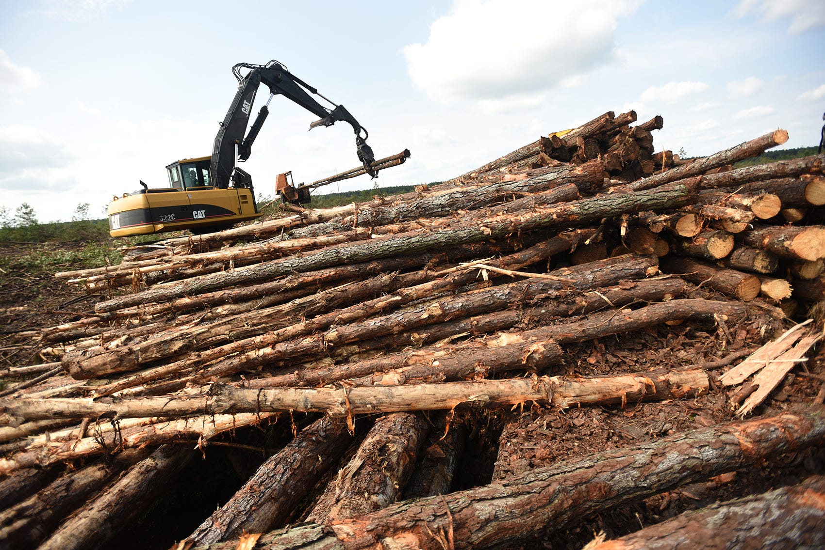 What is clearcutting, and is it happening in Brunswick County?