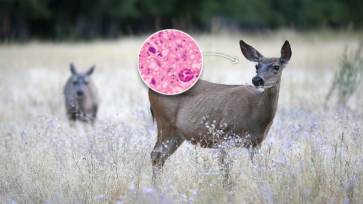 'Zombie deer': How Chronic wasting disease is growing in the US