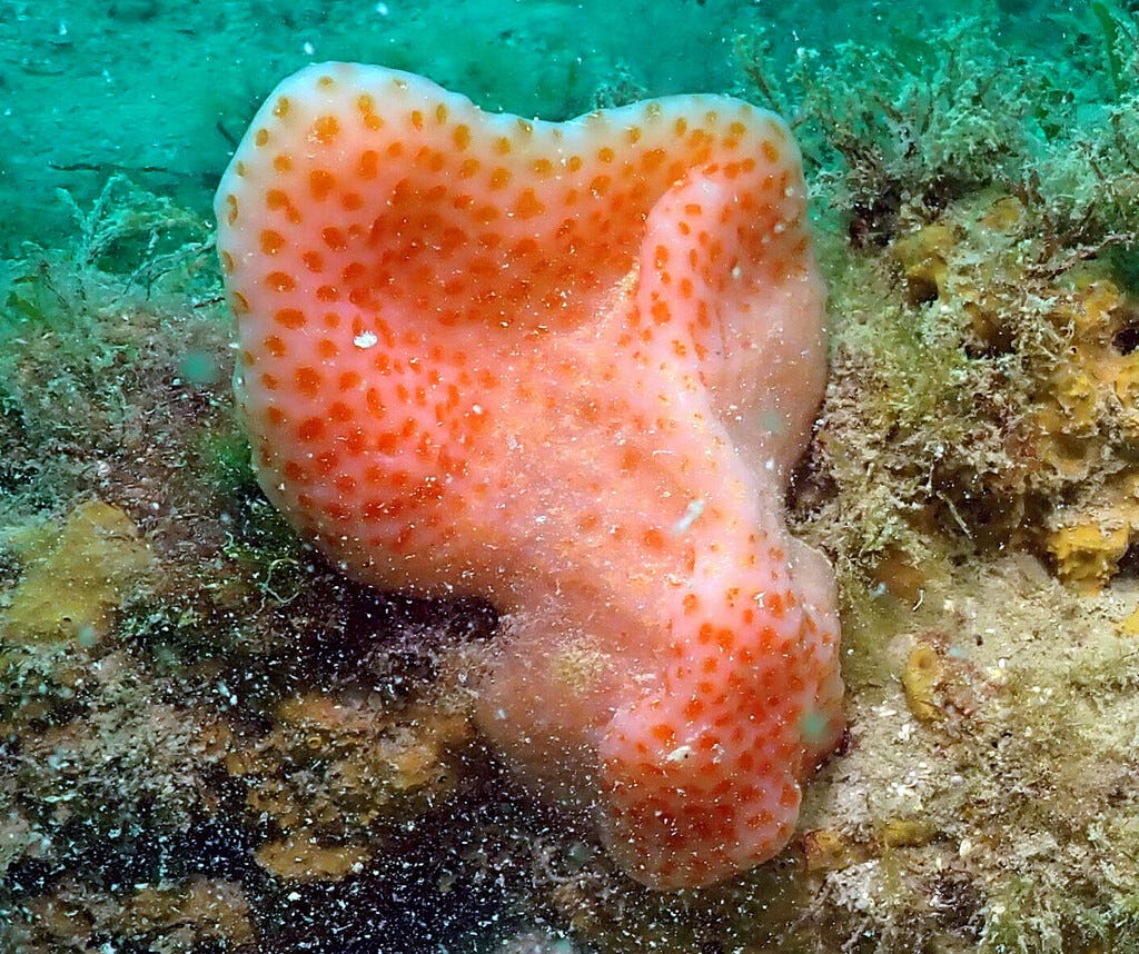 Sea pork showing up on florida beaches as a result of Hurricane Ian