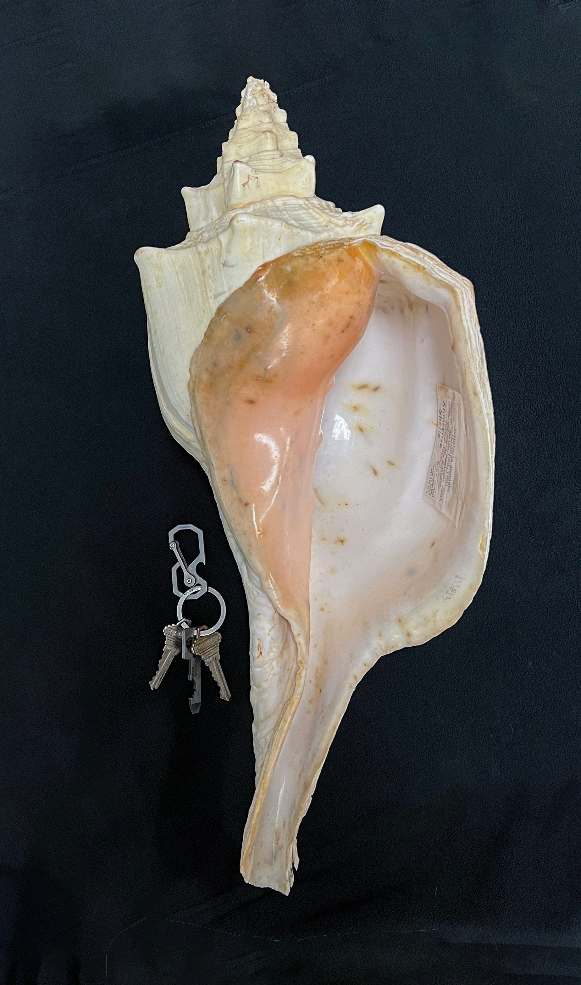 Sanibel Island's Bailey Matthews museum adds world record shell