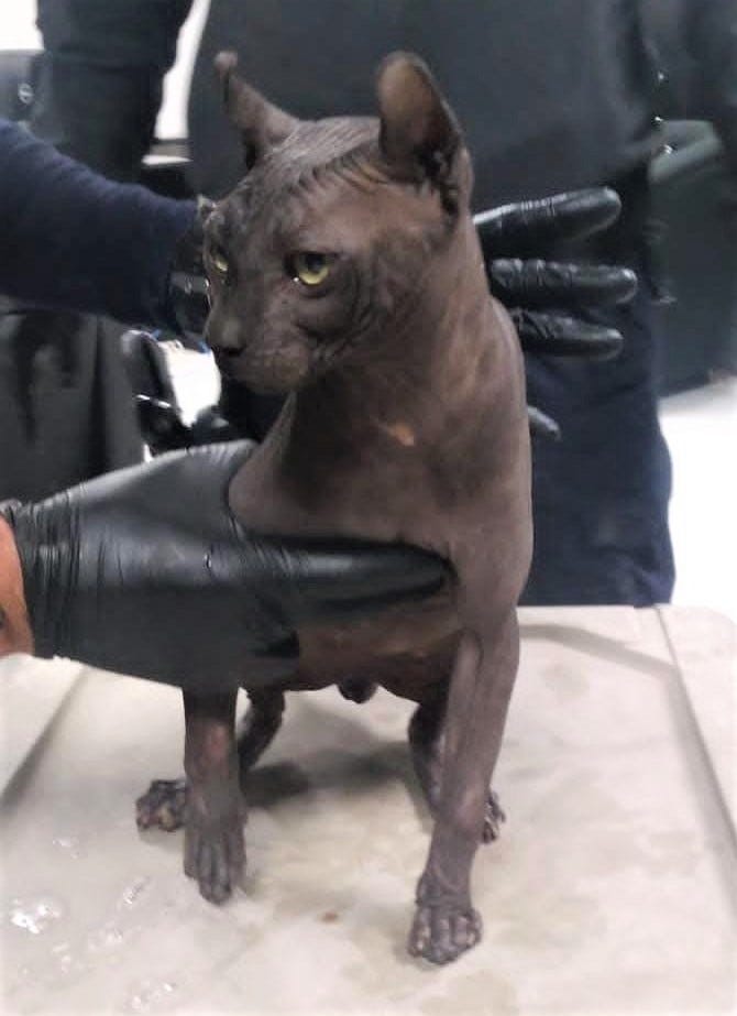 Cat with a Juárez gang tattoo found at Cereso No. 3 state prison