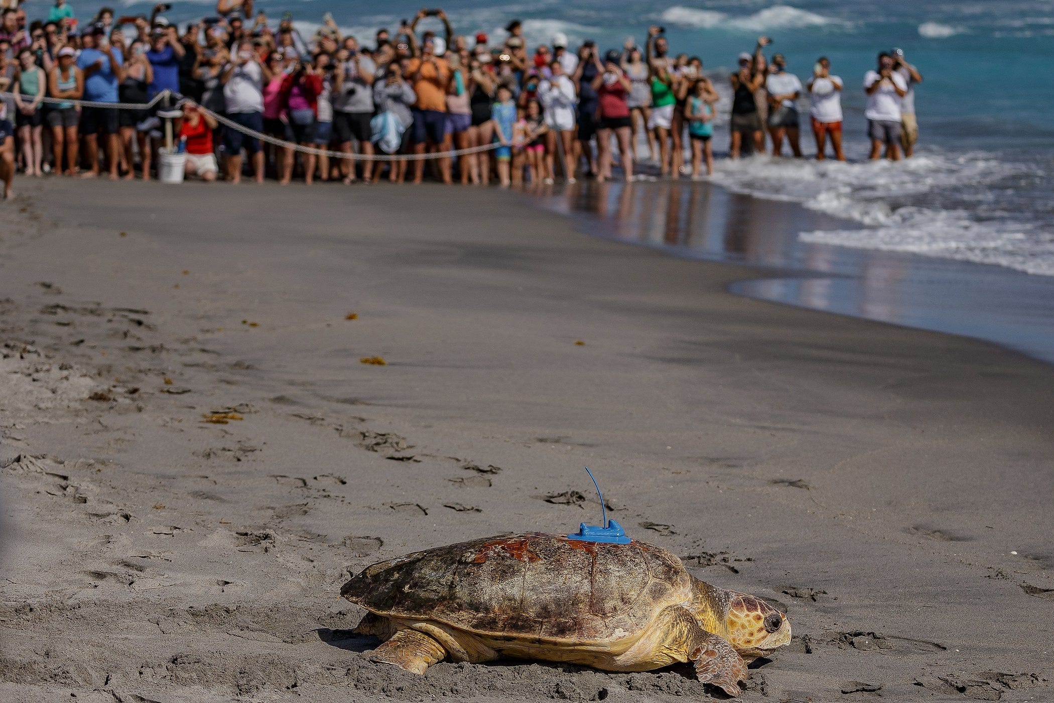 Loggerhead Marinelife Center releases 1st turtle since pandemic