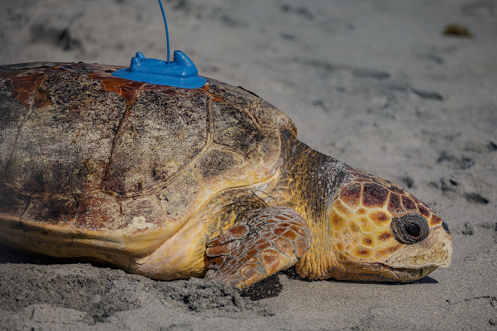 Python strangle an alligator in Florida Everglades at Big Cypress Park