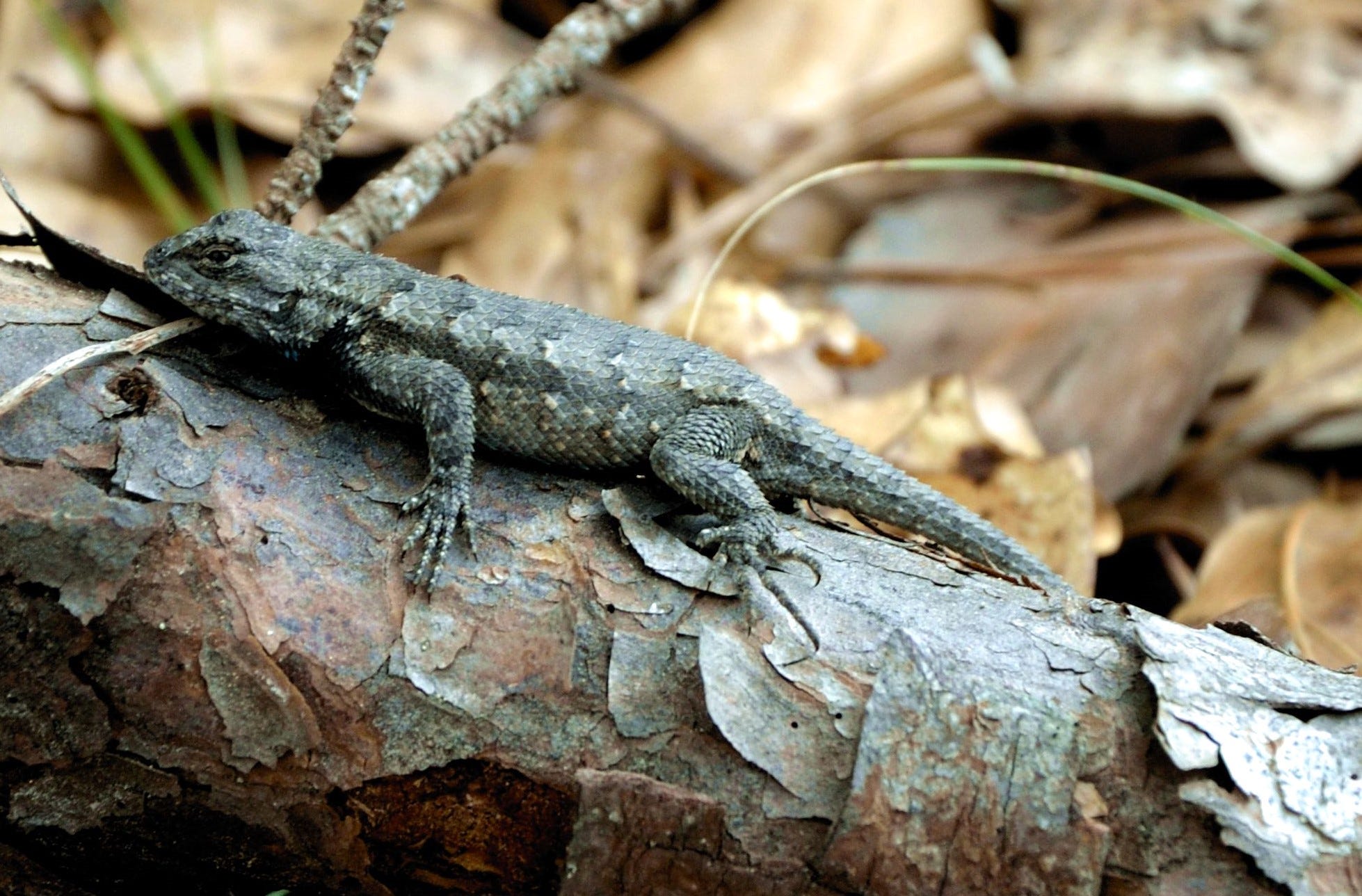 Lizards have an array of unusual traits | ECOVIEWS