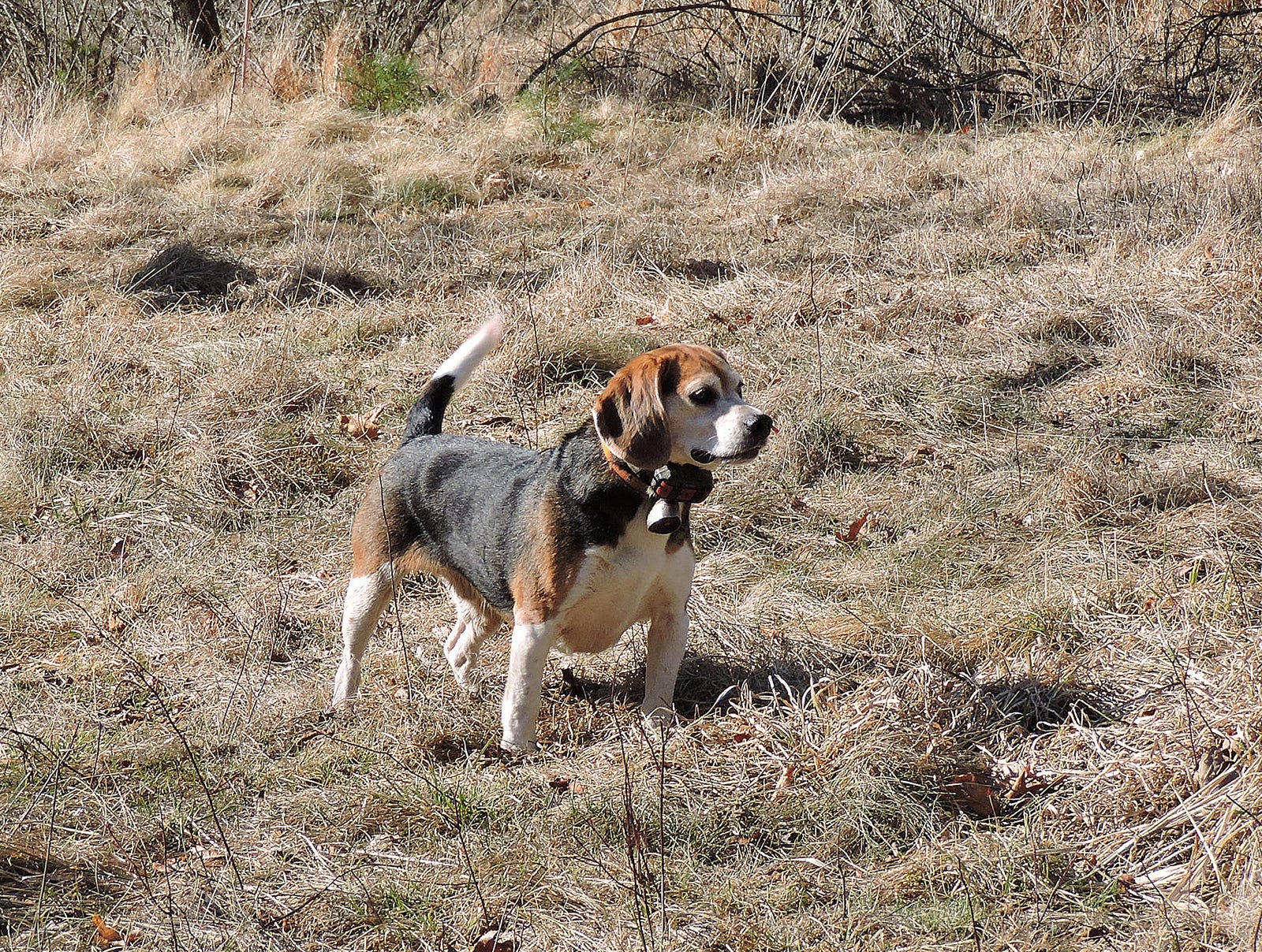Hunting rabbits with beagles in Pennsylvania. Small game hunting