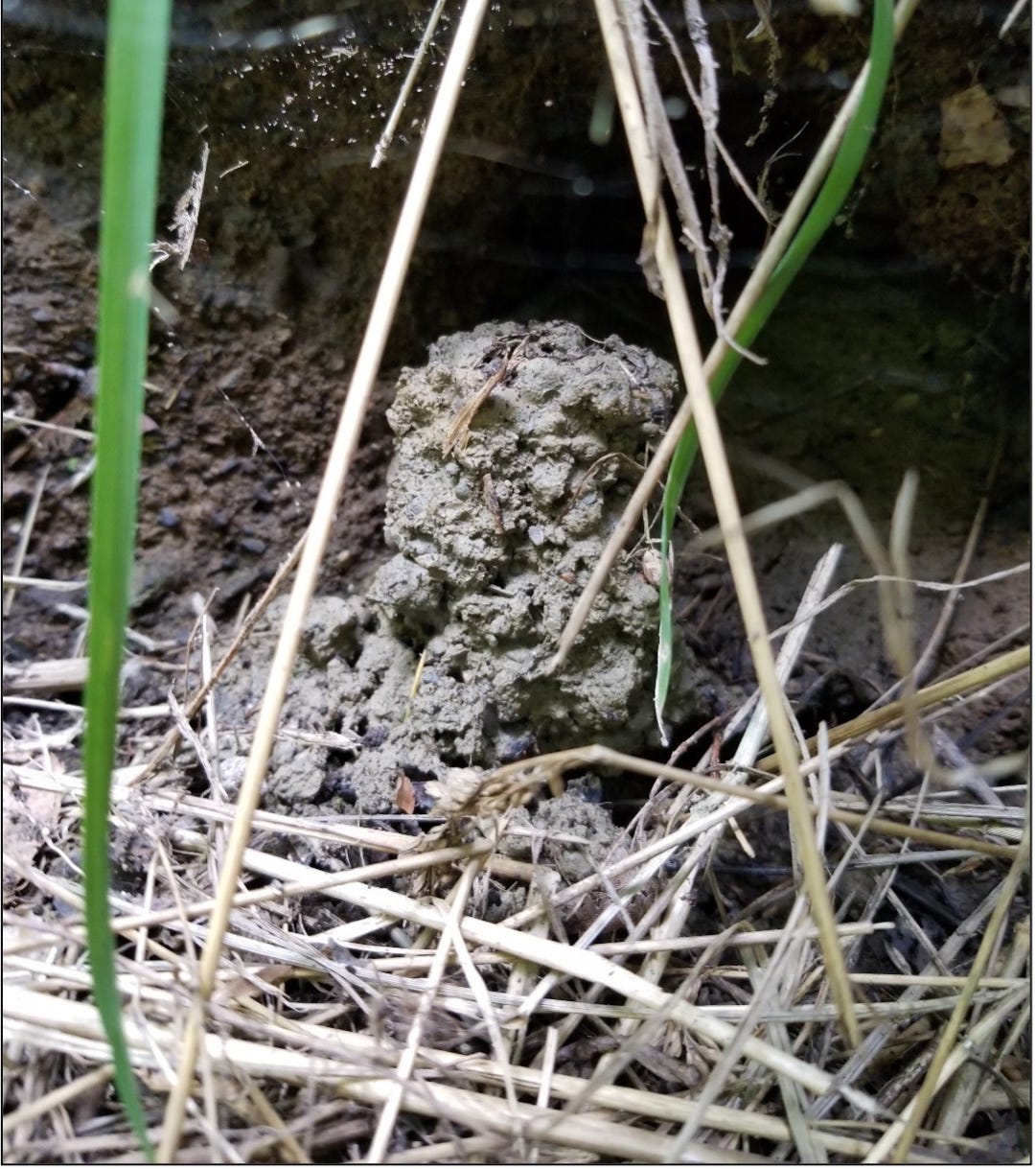 Where are burrowing Digger Crayfish found in Pennsylvania