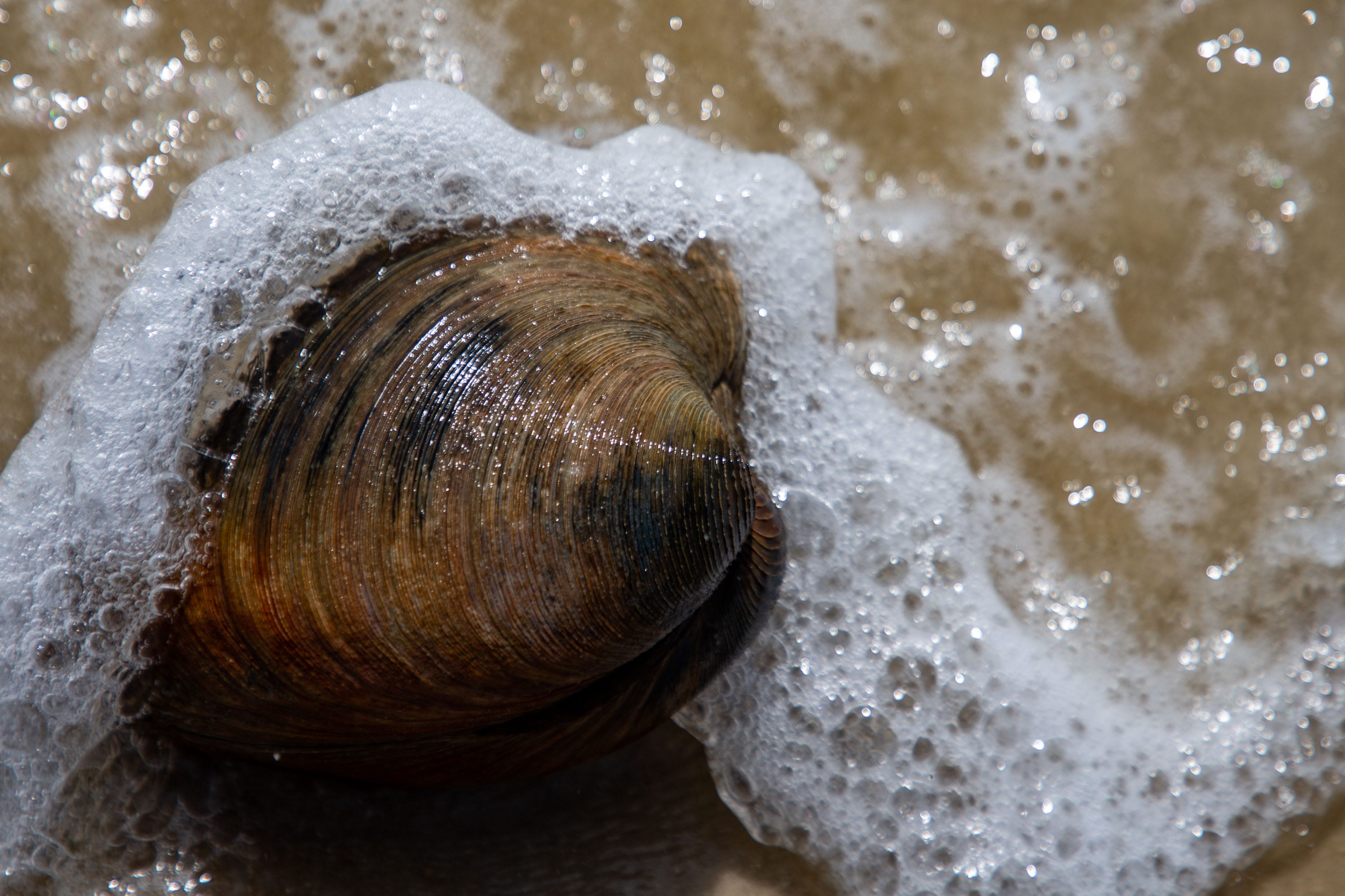 Quahog clam believed to be over 200 years previous discovered on ...