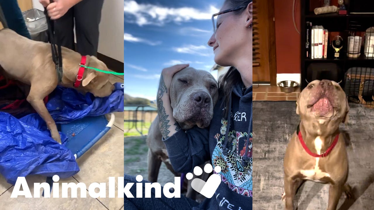 Watch the most deserving dog transformation we've ever seen.