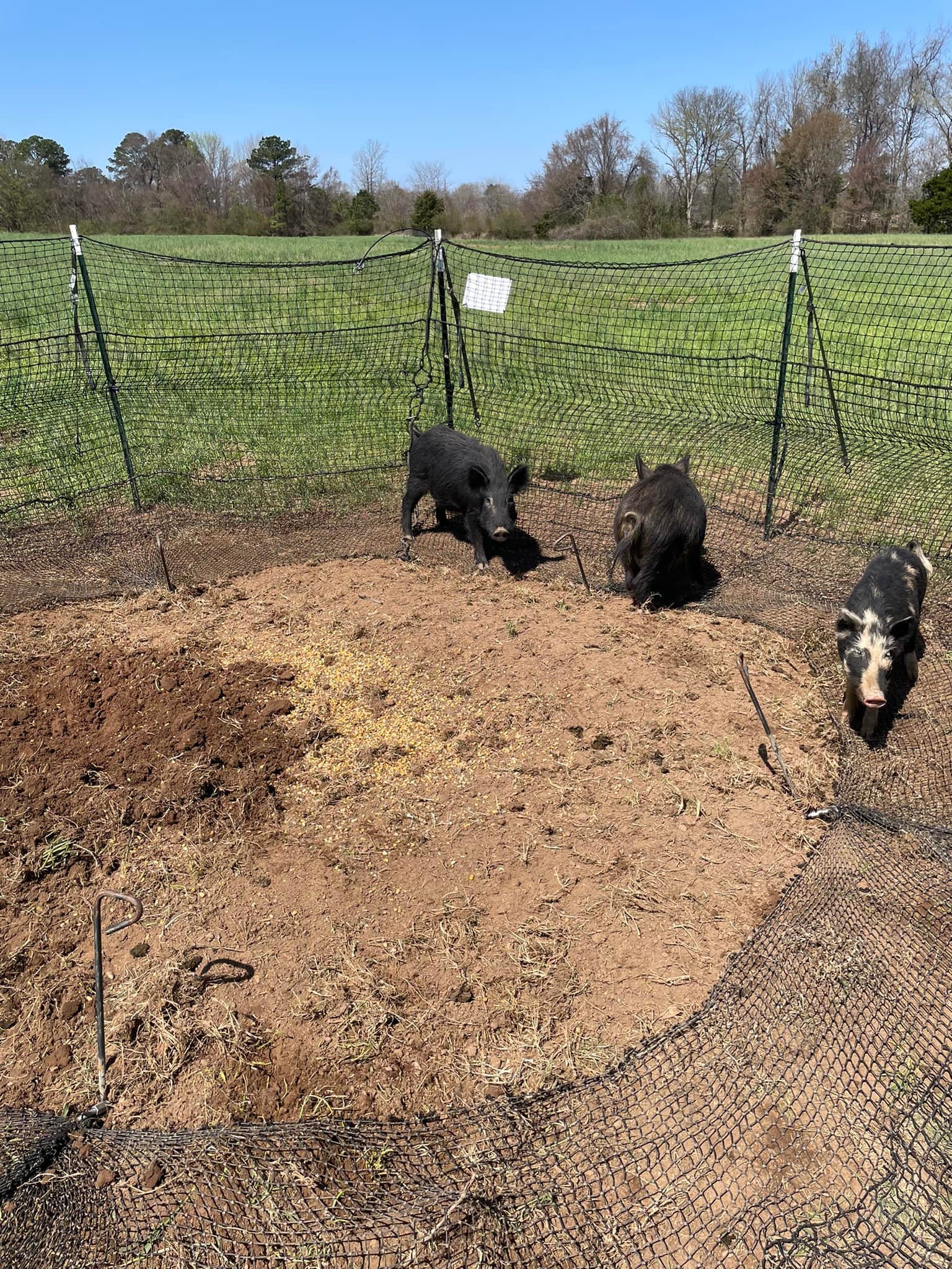 Feral hogs at the root of farming field destruction