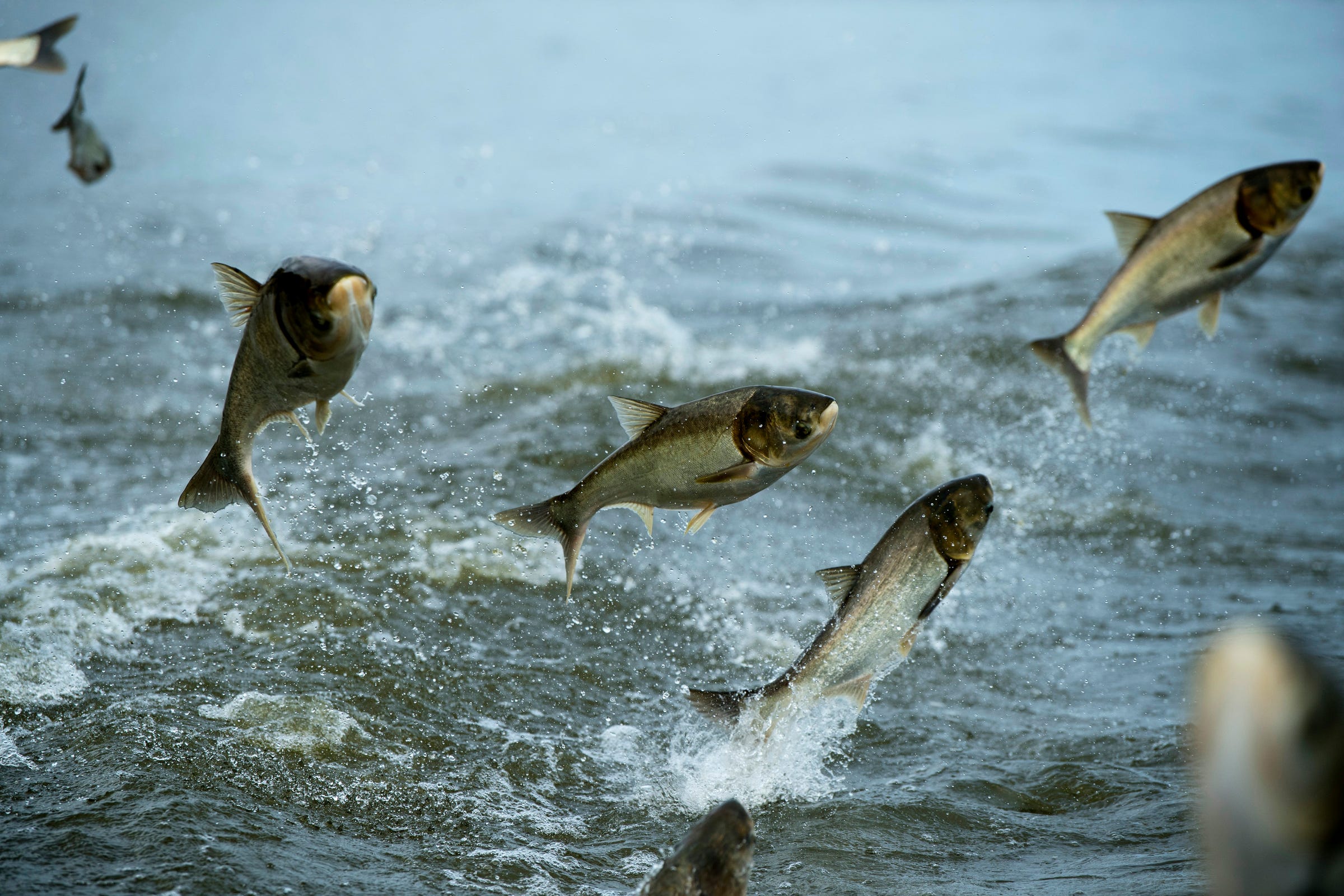 Yearslong war on Asian carp showing some progress, but end is uncertain