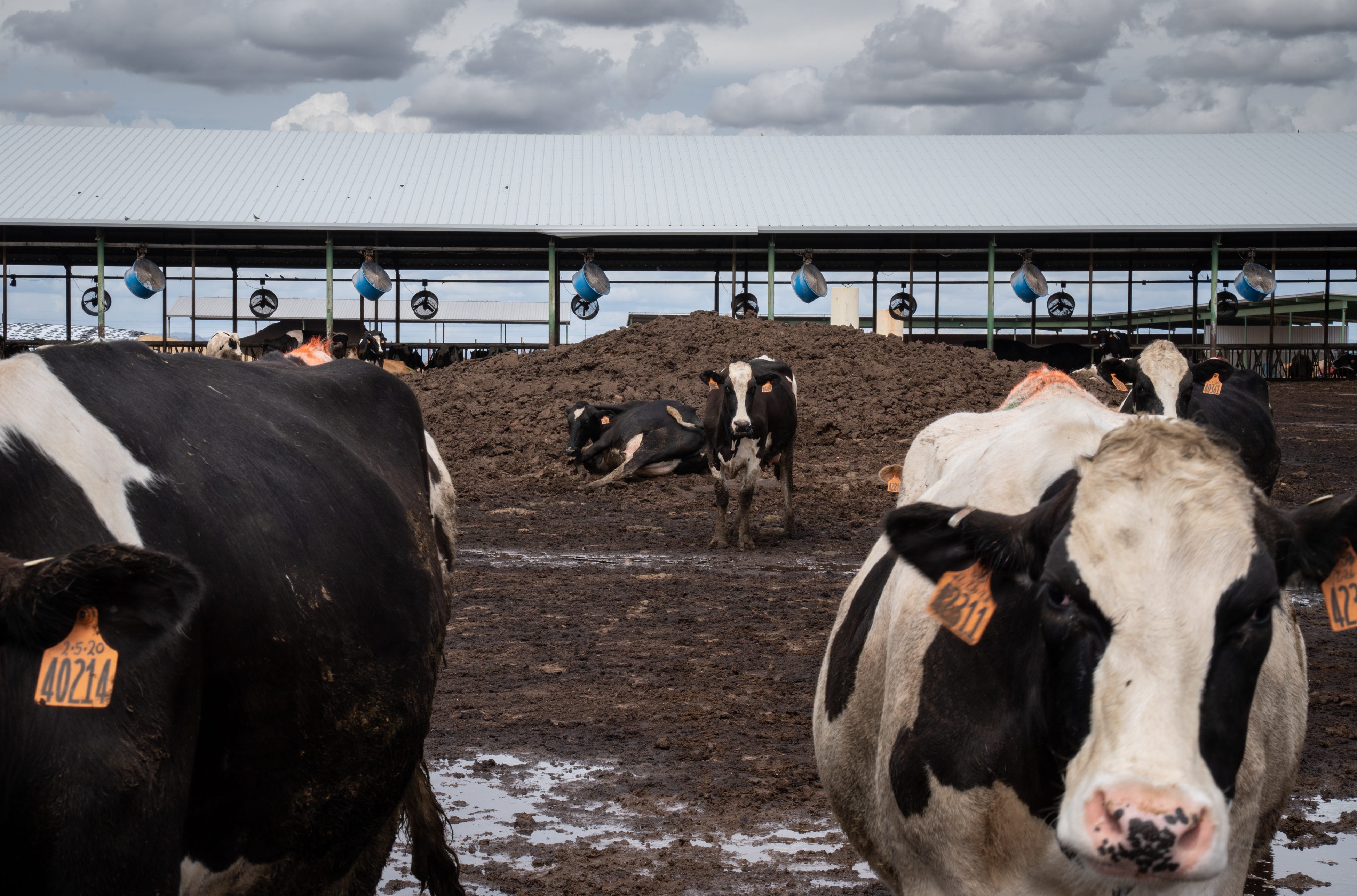 Turning cow waste into biogas is a hot investment. Is it also a climate ...