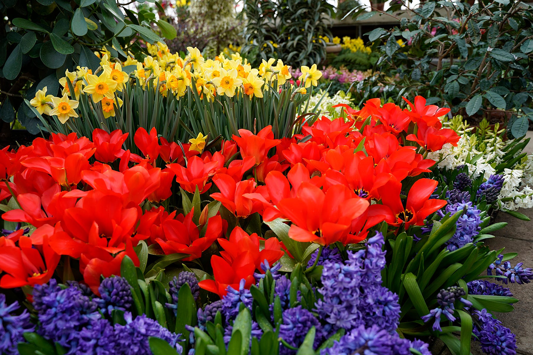 Hidden Lake Gardens' Spring Flower Bulb Show runs through March 26