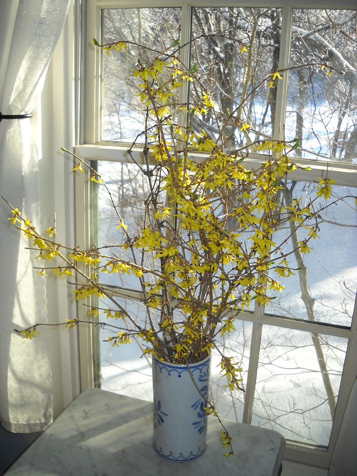 Bring Spring indoors by forcing stems into blossoms | Henry Homeyer