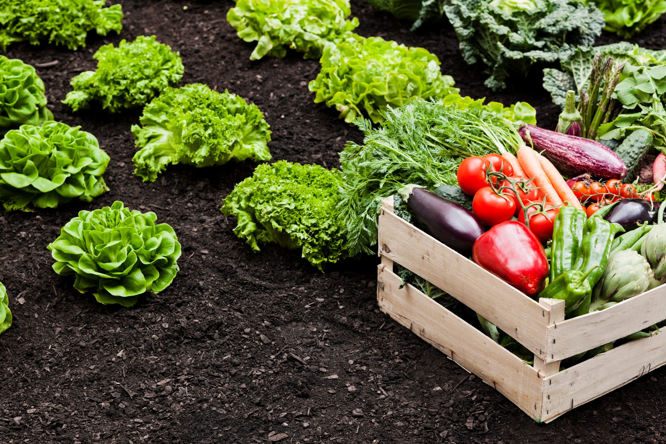 Ten tips for growing a healthy vegetable garden