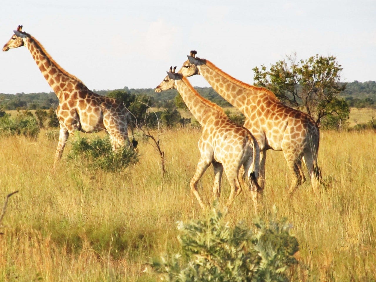 How do we measure an animal's size? | ECOVIEWS