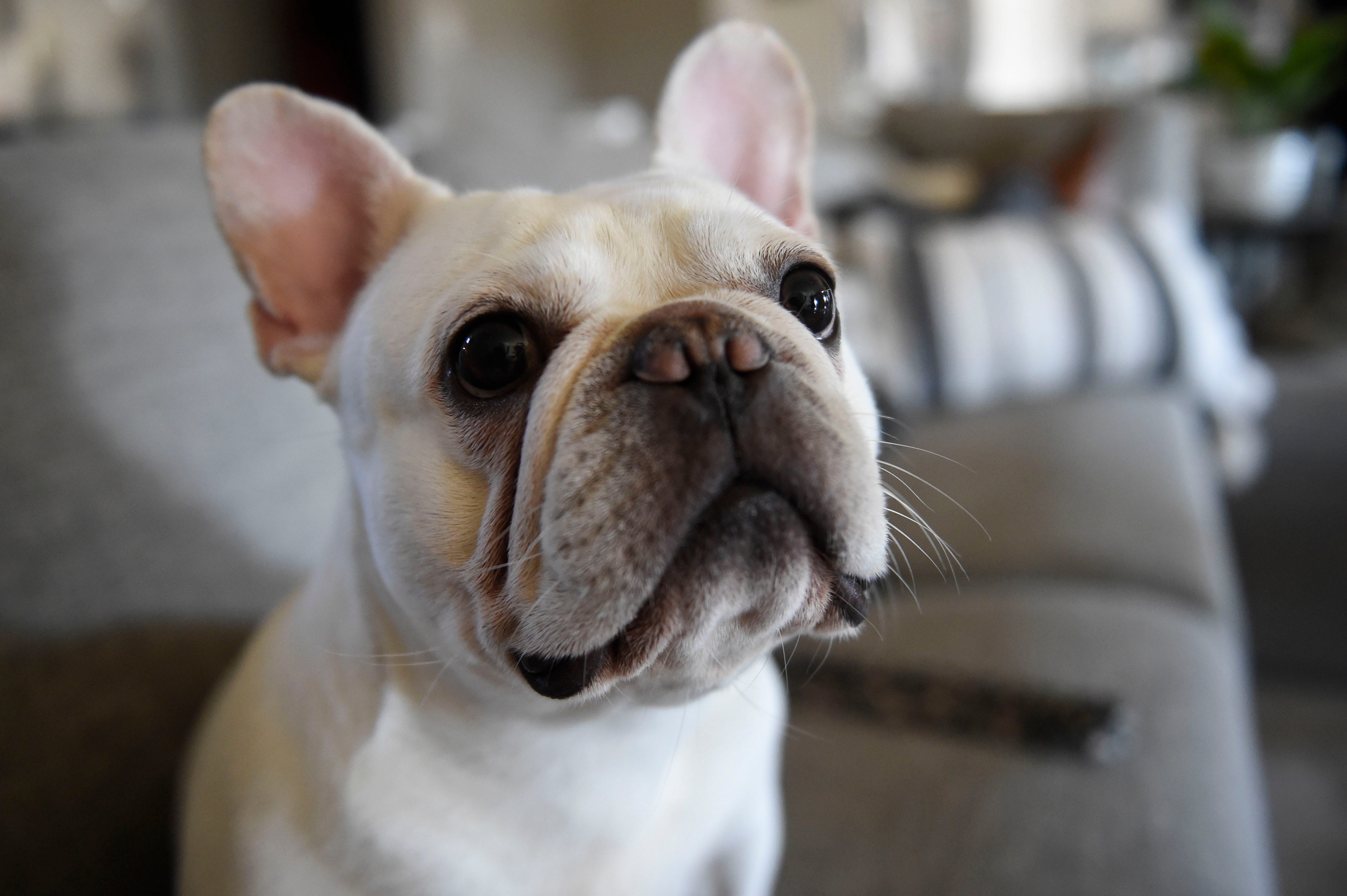 Augusta-area breeders love their Frenchies, America's No. 1 dog