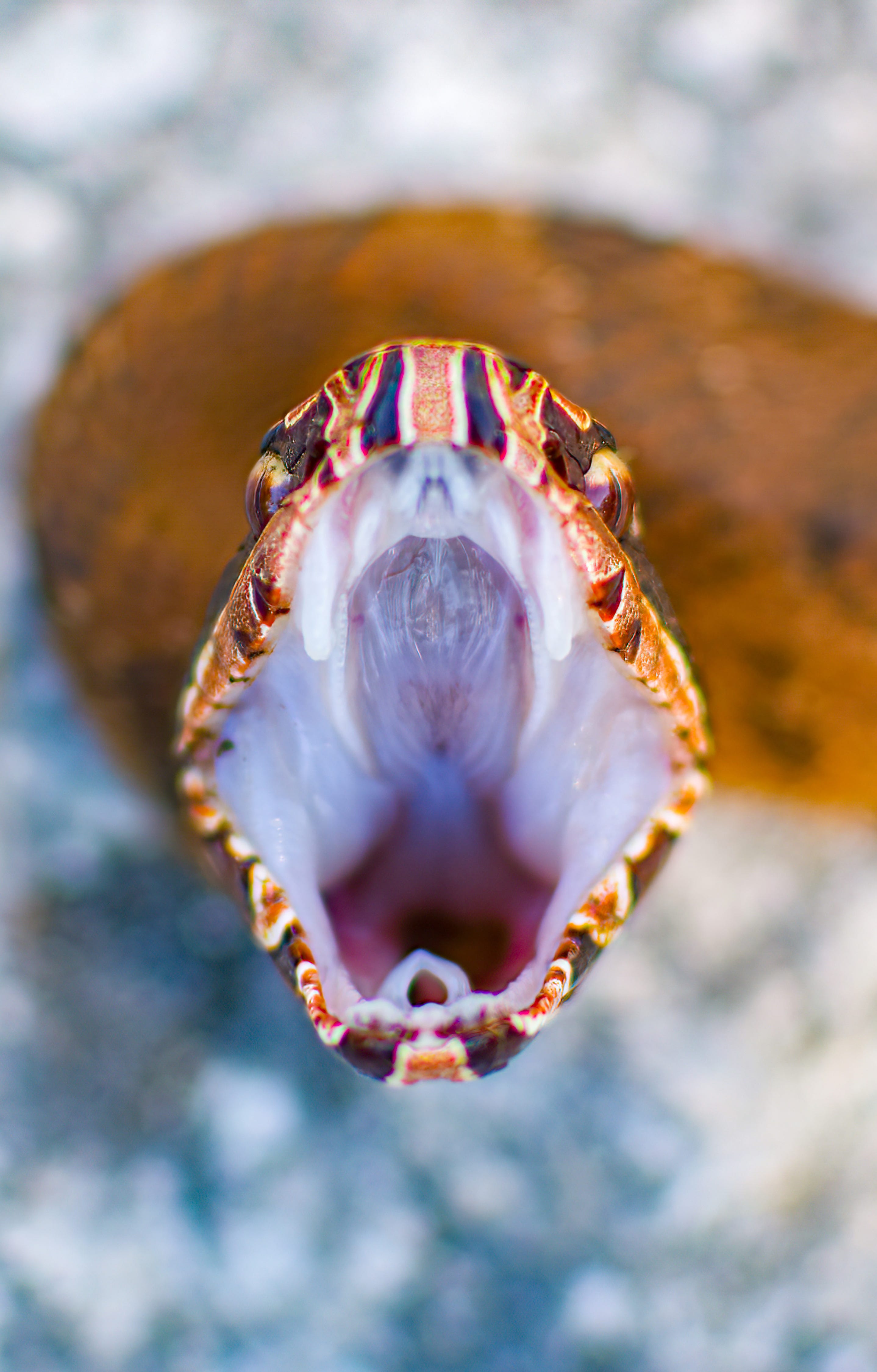 Gardening: Florida’s sssnakes - The benefits and the dangers