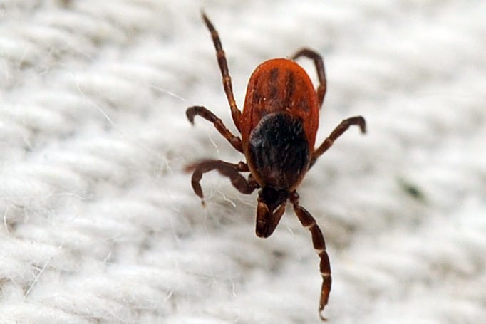 What you need to know about Cape ticks: Prevention, bites, diseases