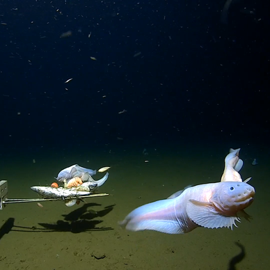 deepest deep sea creatures